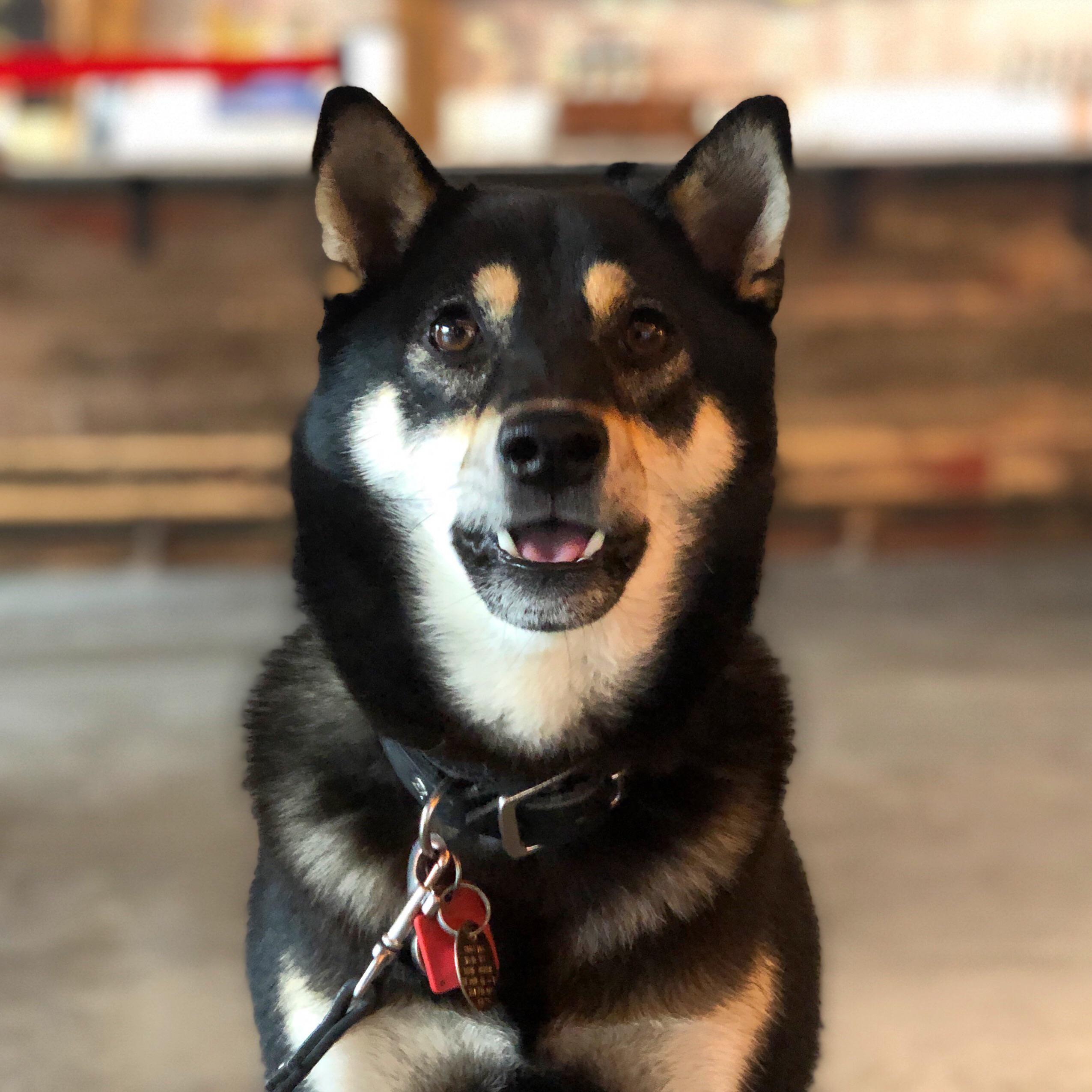 Snapped a pic of Ino mid-bark | Scrolller