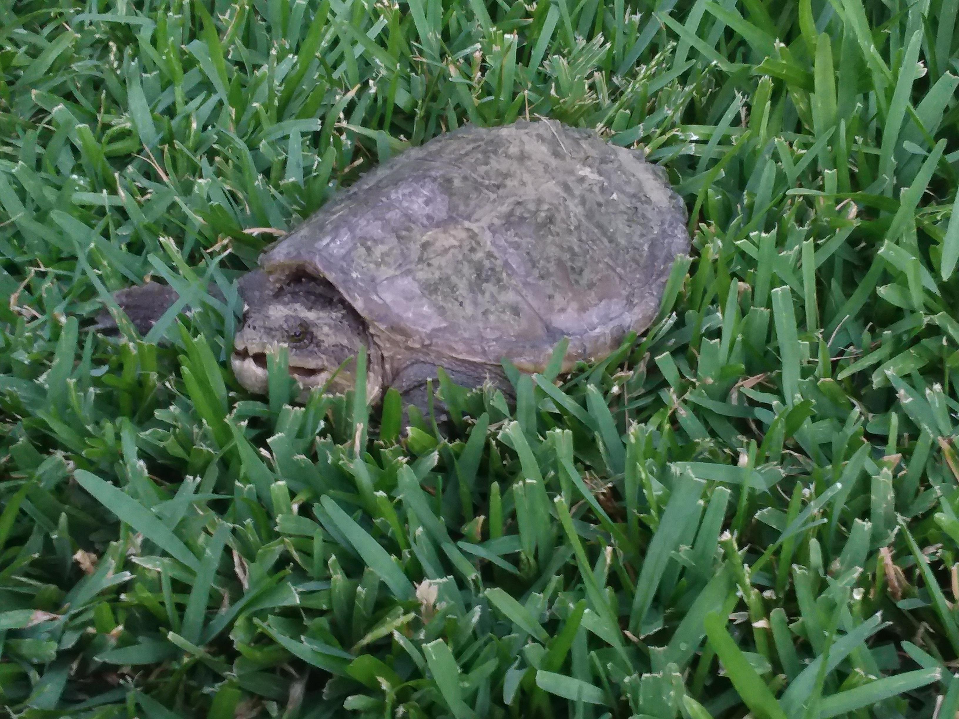 Snapping Turtle I Caught | Scrolller
