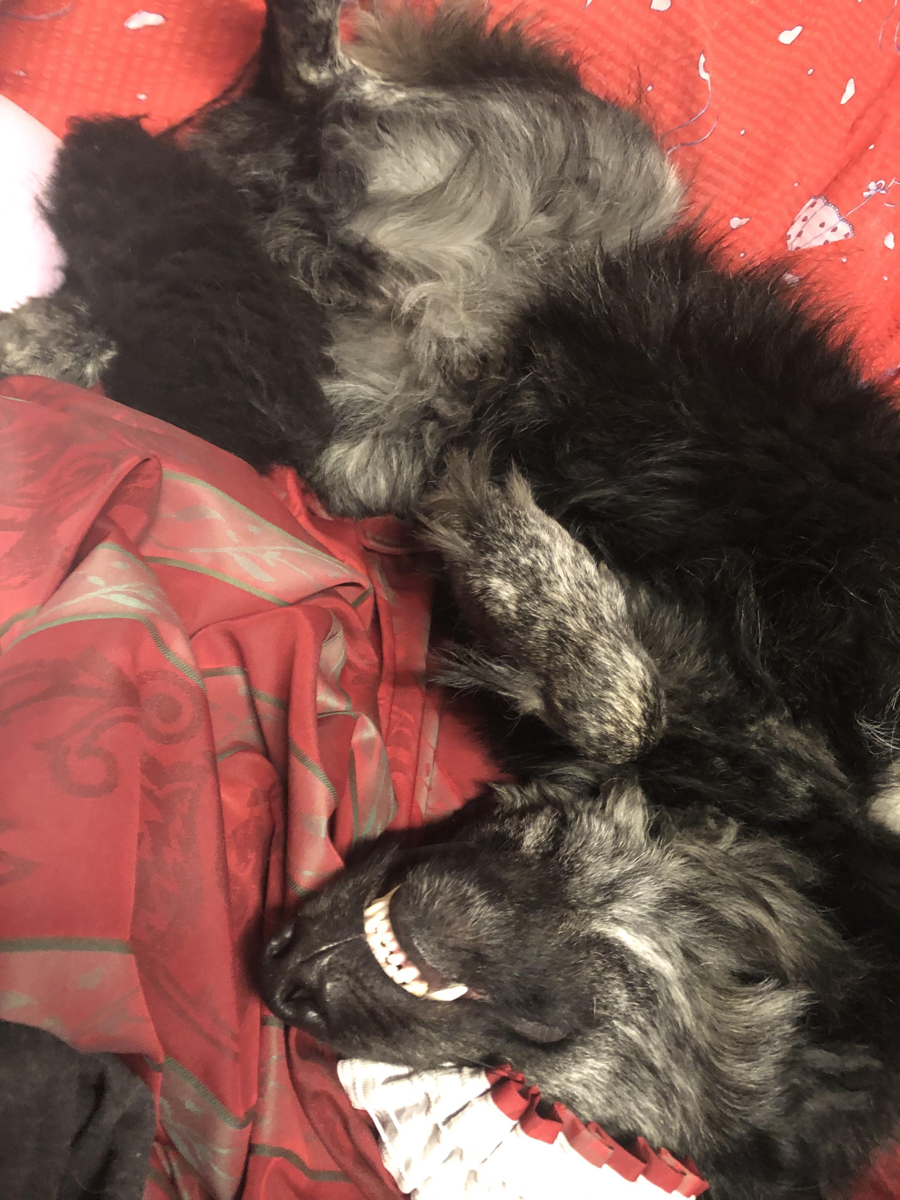 snoop’s favourite sleep position | Scrolller