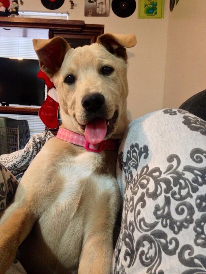 Snoopy Doo! | Scrolller