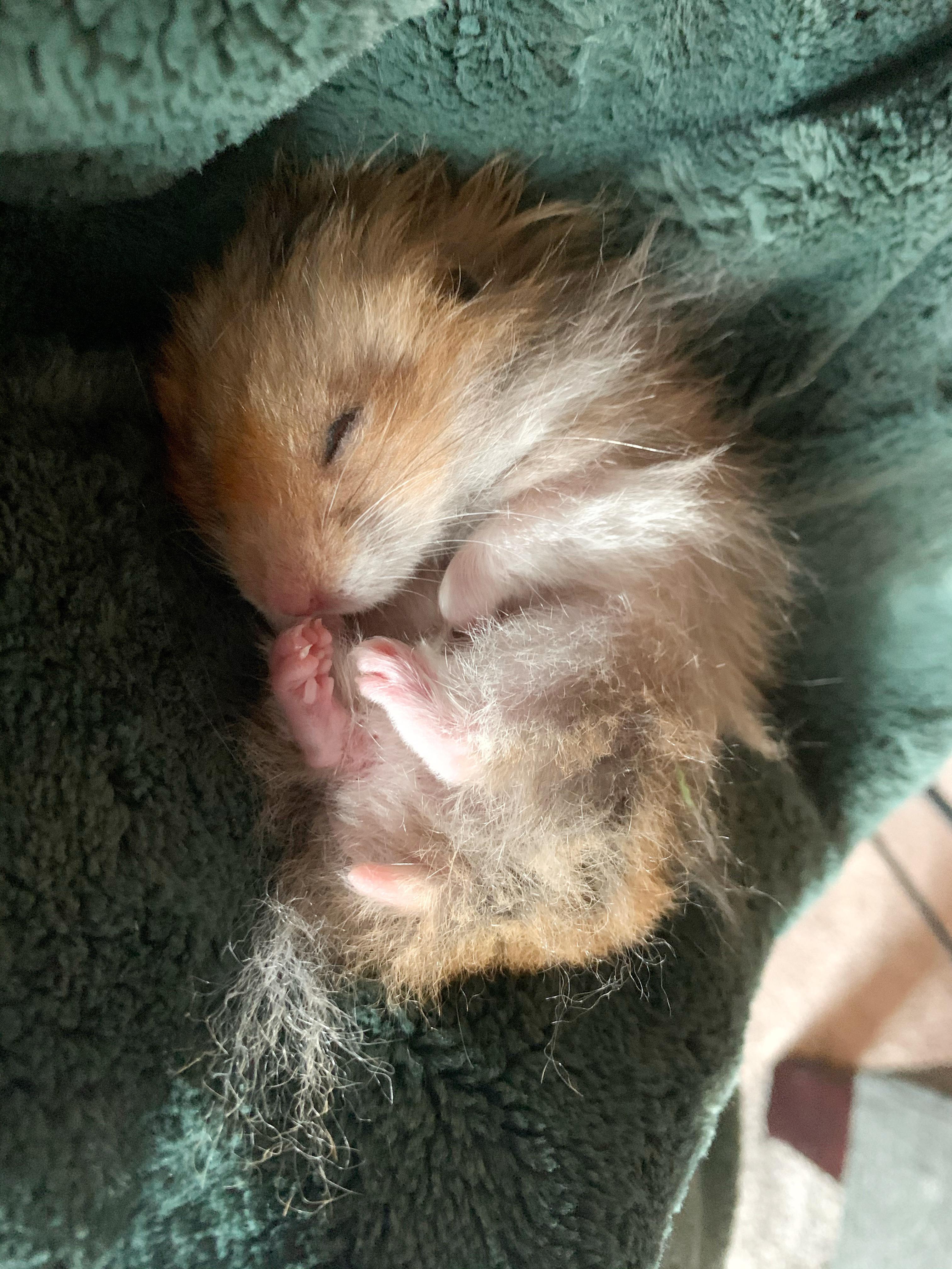 Snoozing boy 💞 | Scrolller