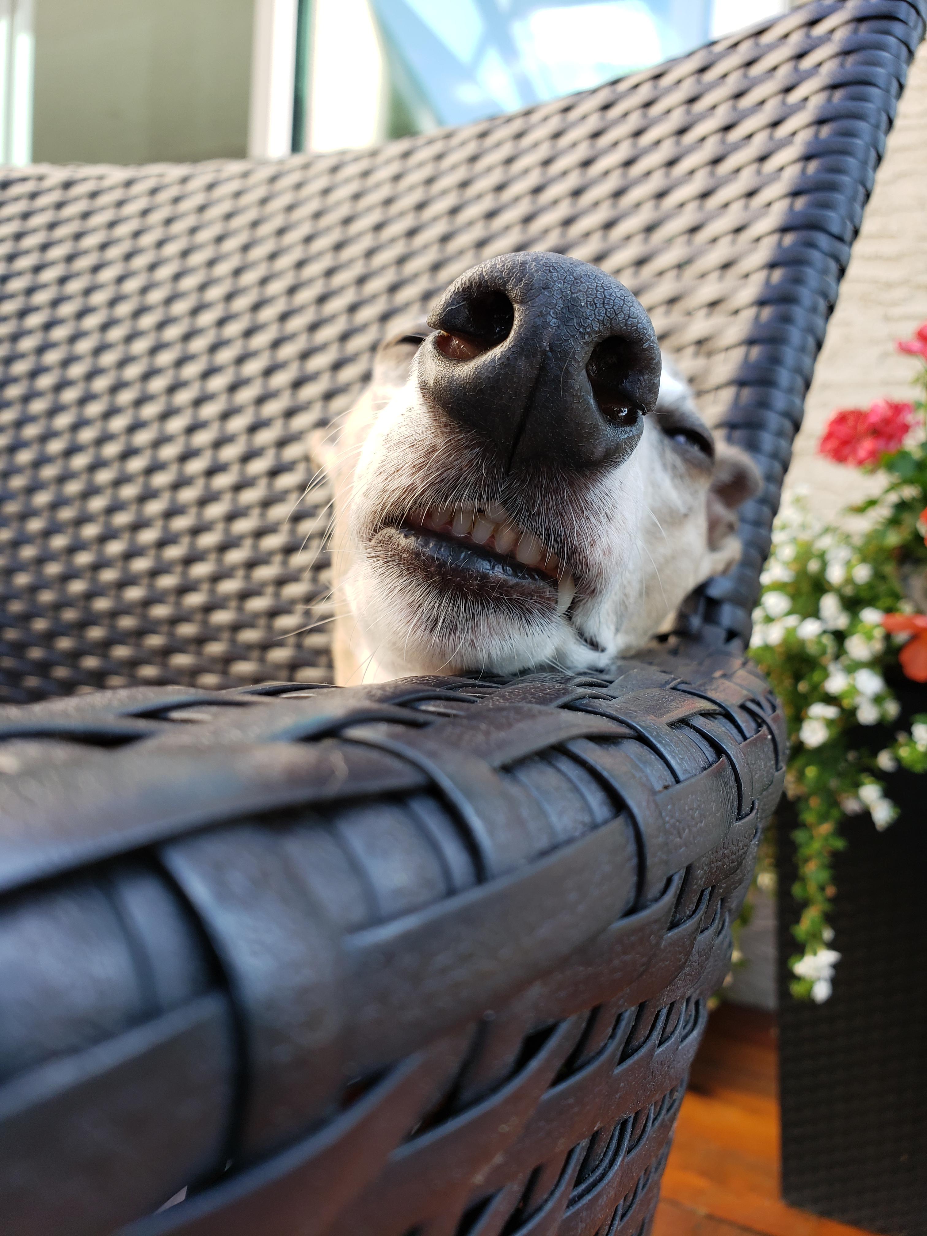 Snoozing outside | Scrolller