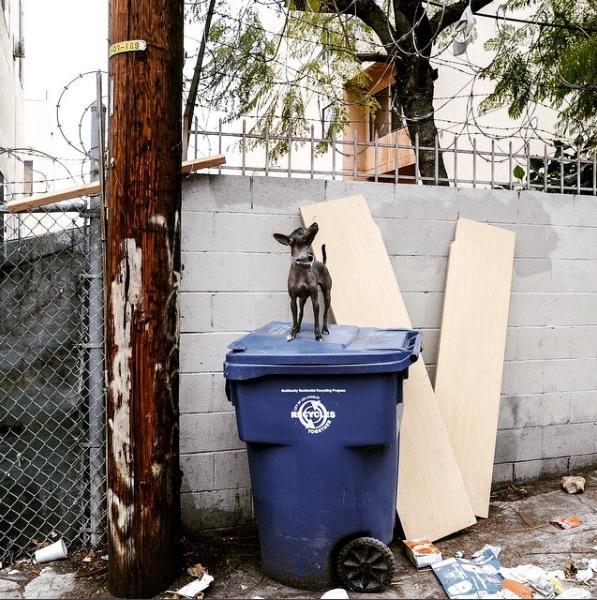 Snorkel Louise: Queen of Trash | Scrolller