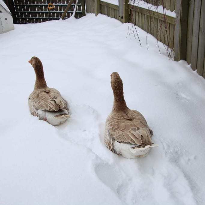 Snow Boats | Scrolller