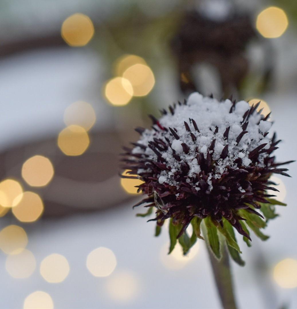 Snow Bokeh on Echinacea “Double Scoop” | Scrolller