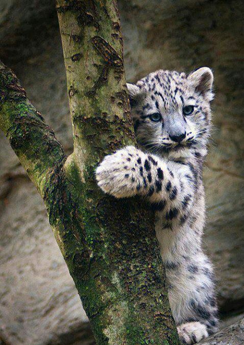 Snow leopard cub | Scrolller