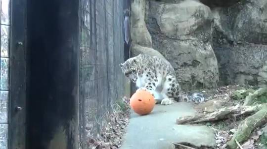 Snow leopard playing with a ball. | Scrolller