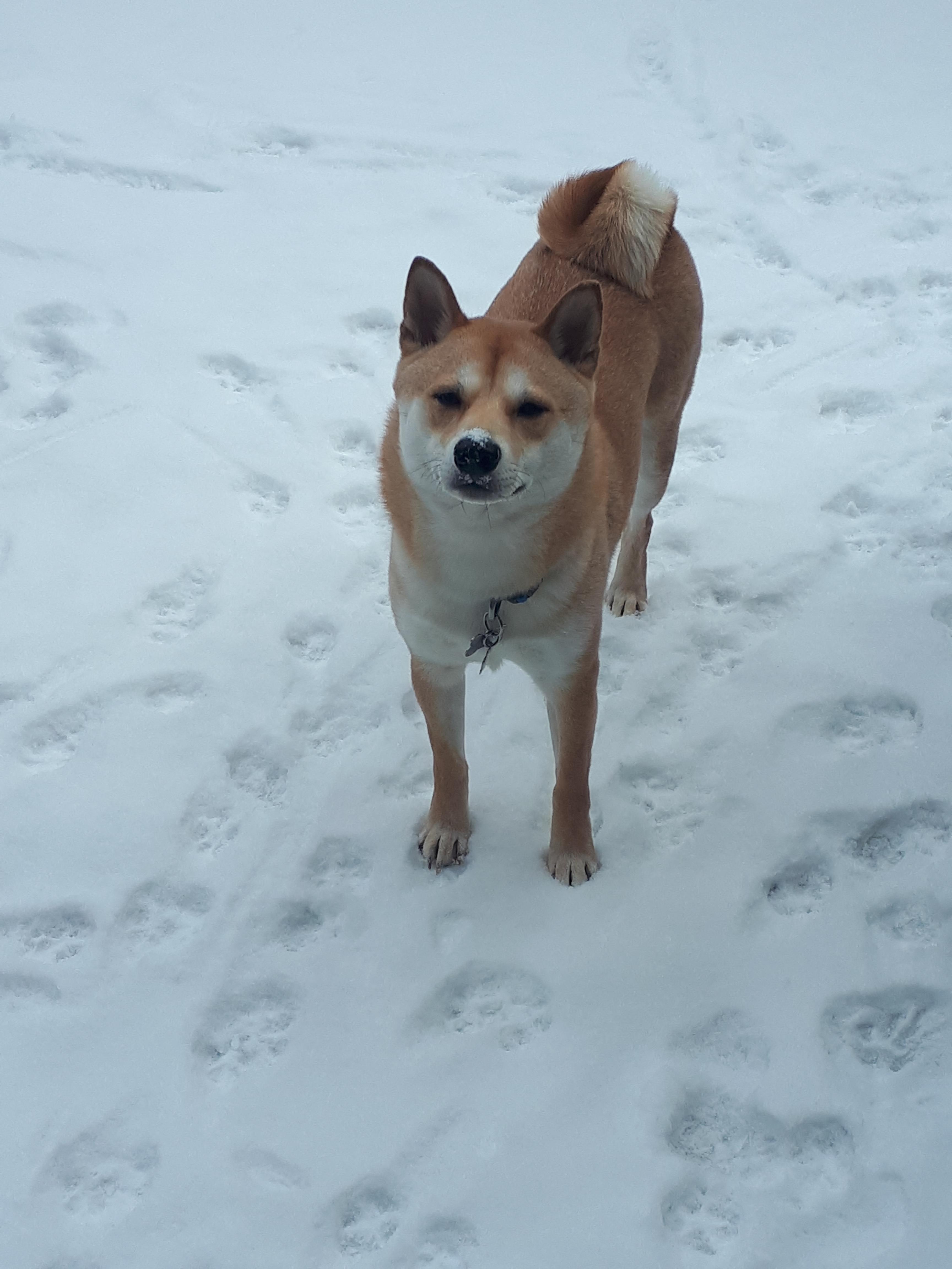 Snow nose | Scrolller