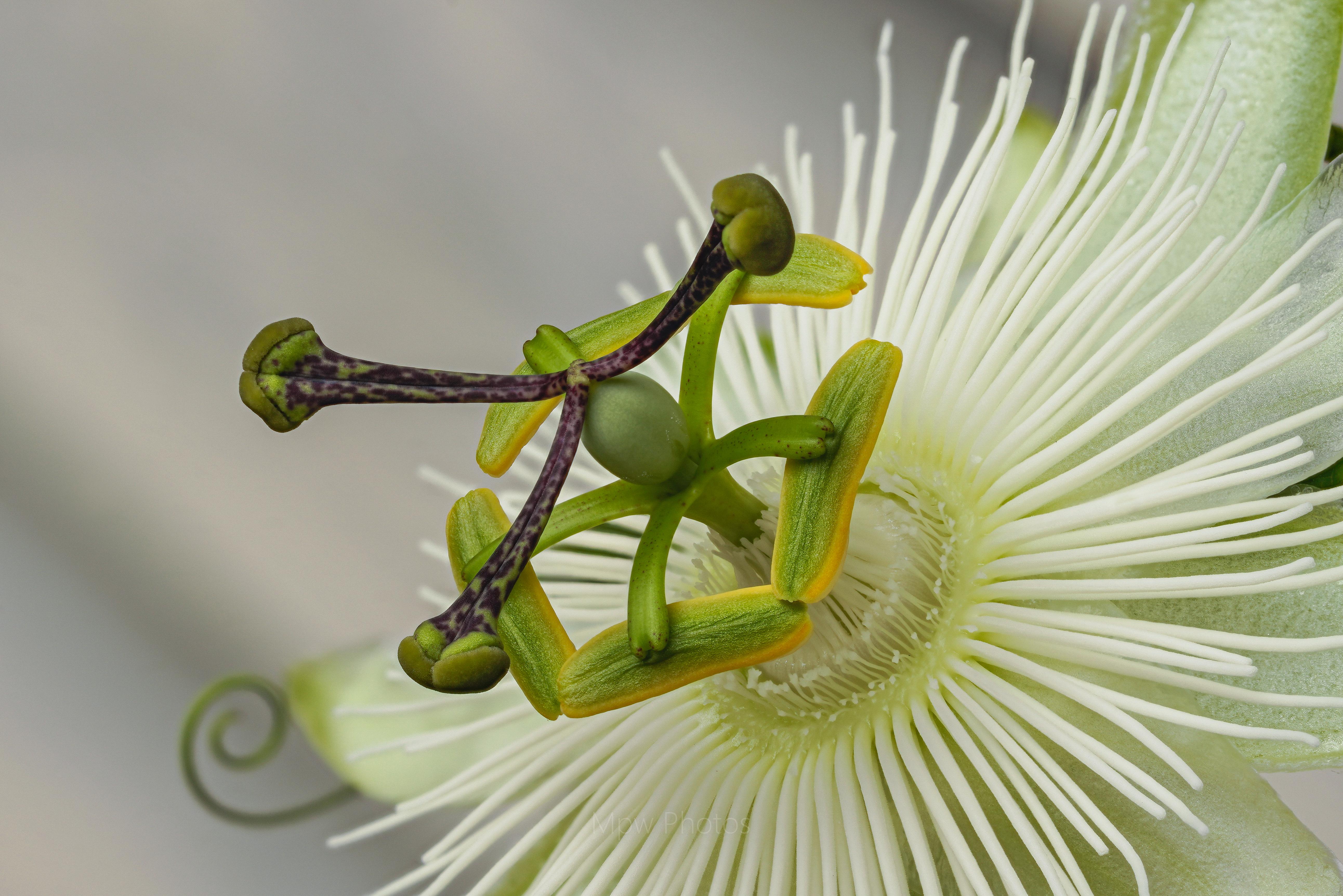 "Snow Queen" Passion flower | Scrolller