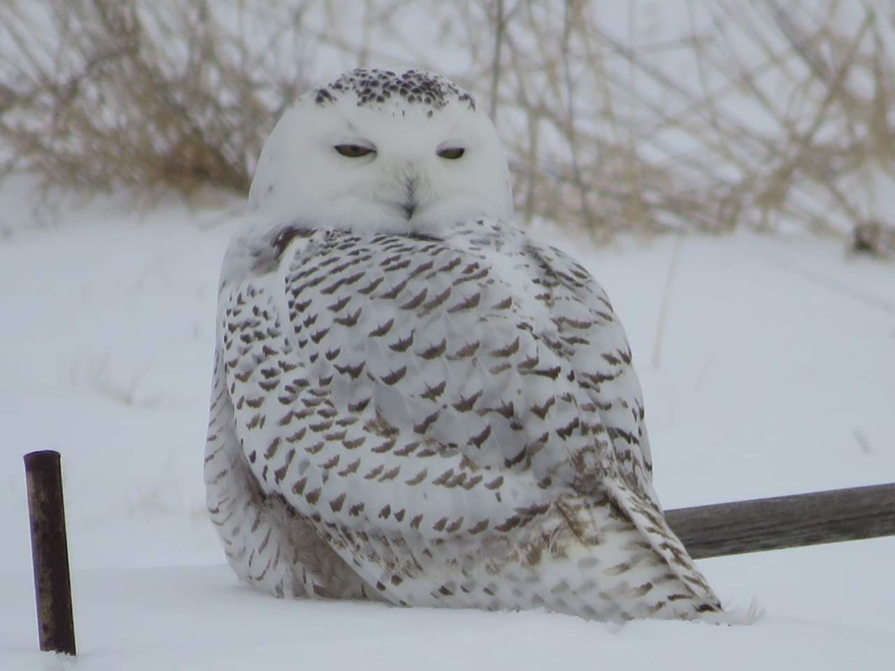 Snowy Owl in the backyard | Scrolller