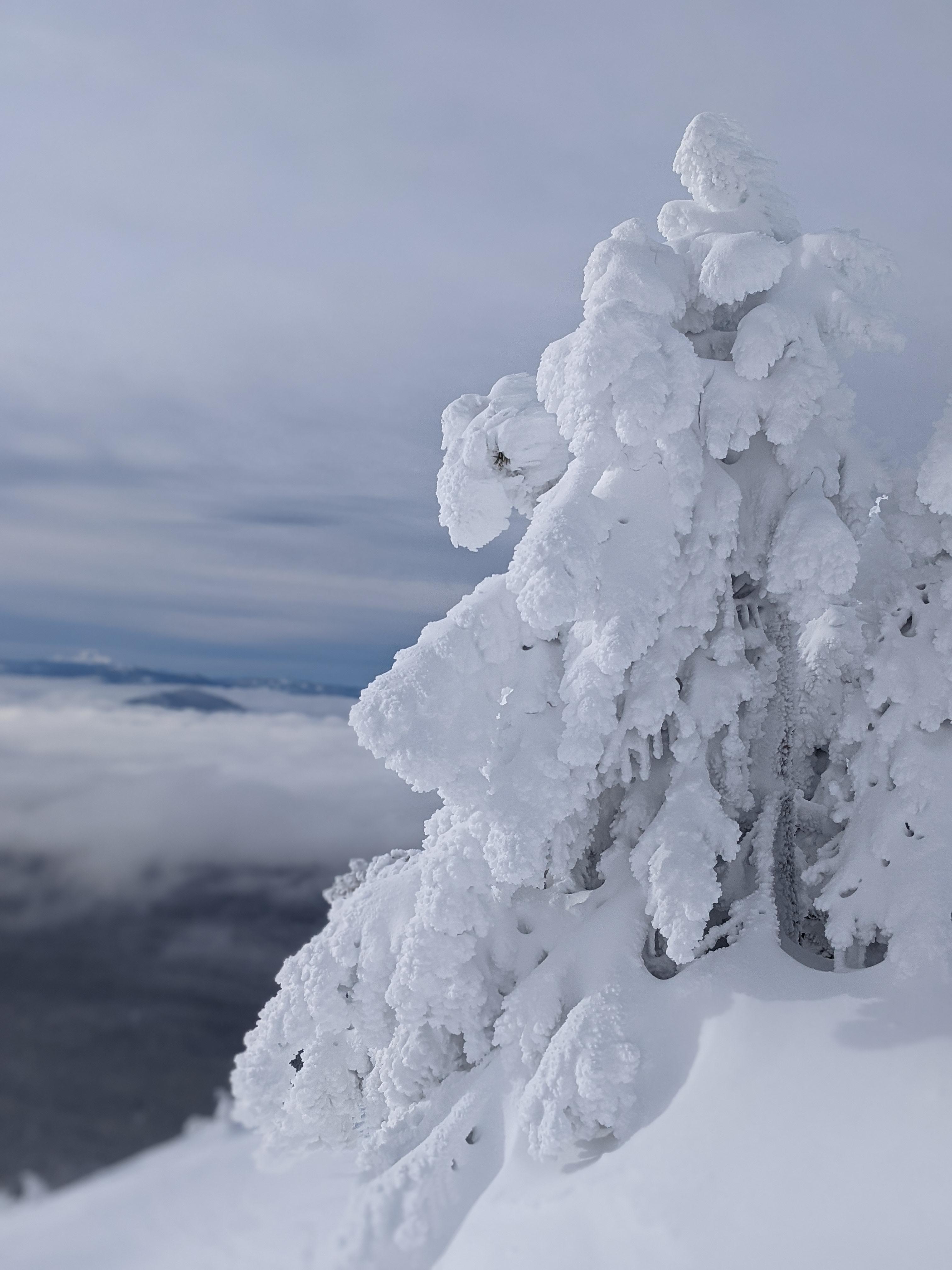 Snowy tree at Mt. Bachelor in Oregon today | Scrolller
