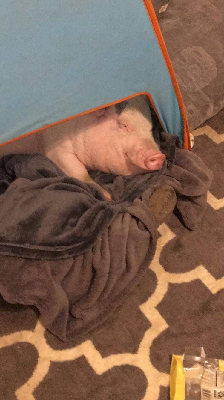 Snug lil guy 🐷 | Scrolller