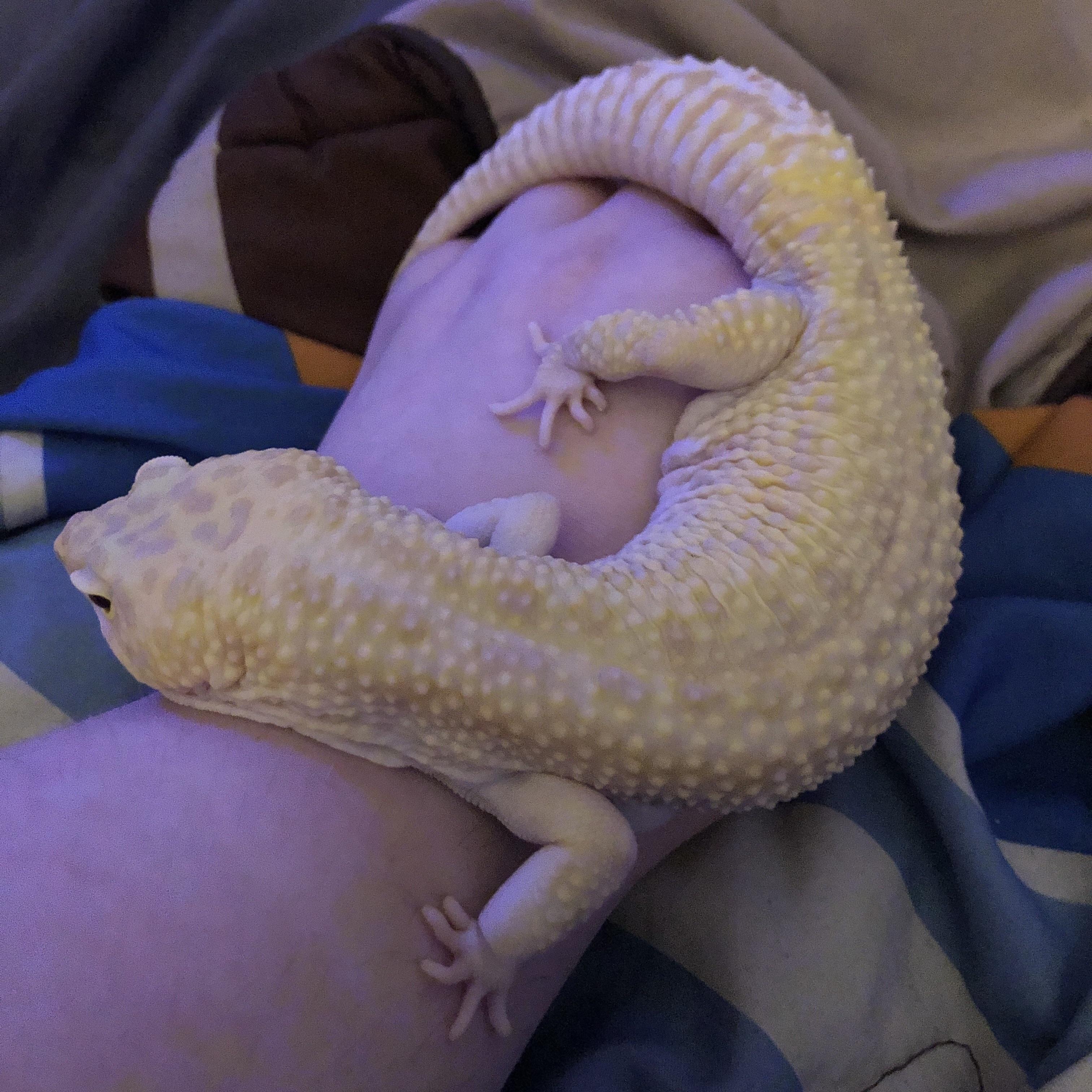 Snuggle buddy. | Scrolller