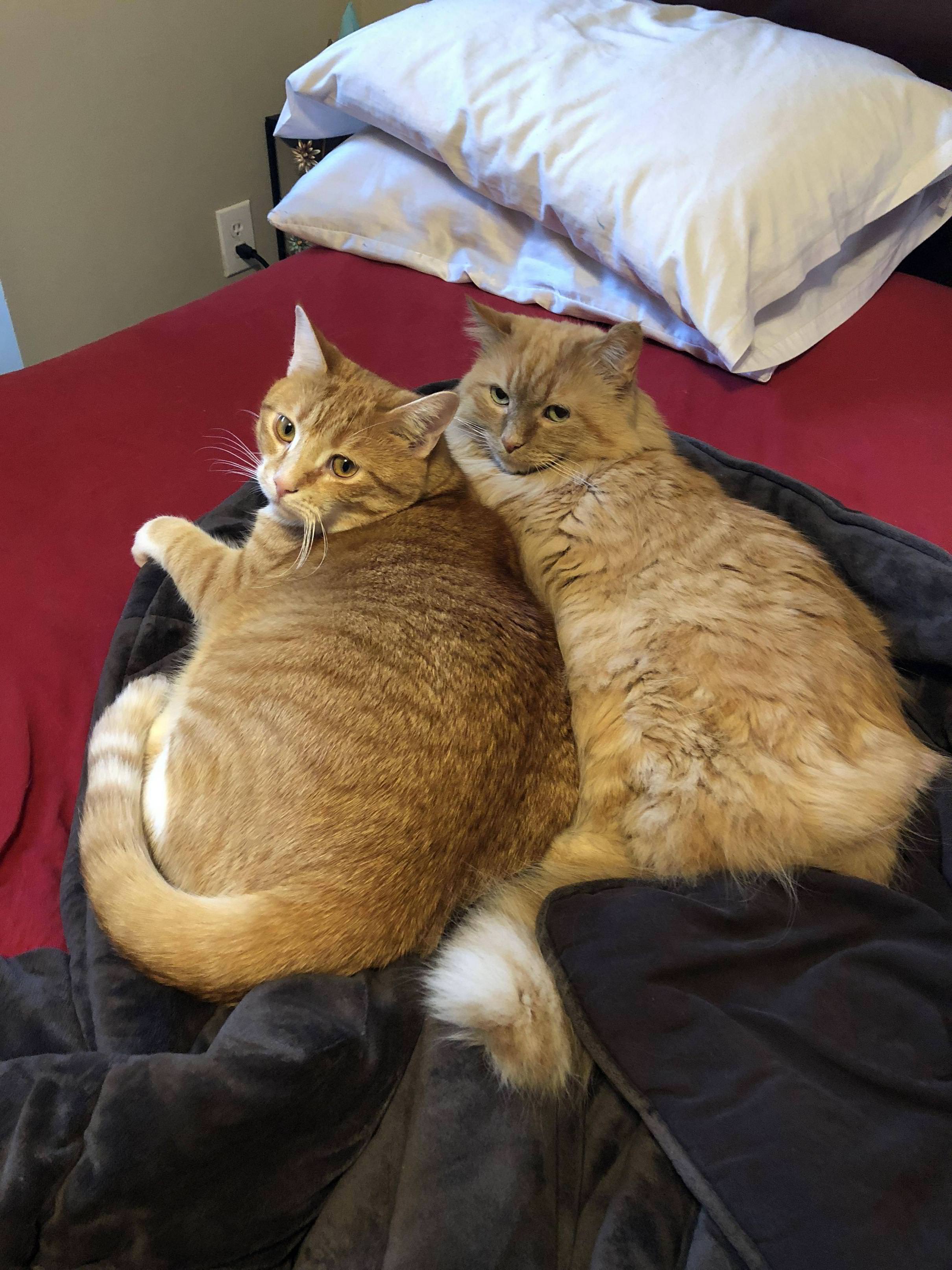 Snuggle bugs | Scrolller