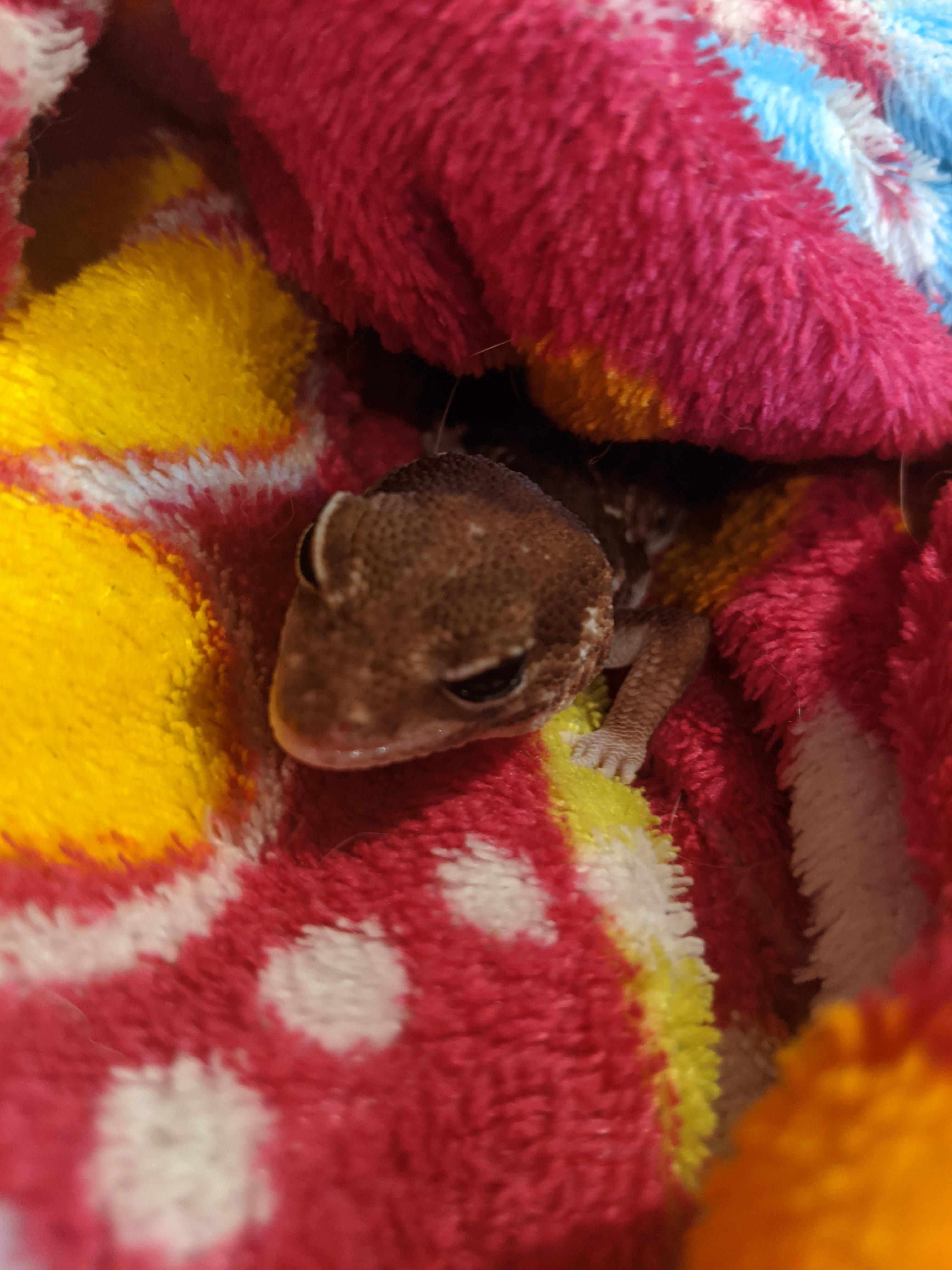 Snuggly geck | Scrolller