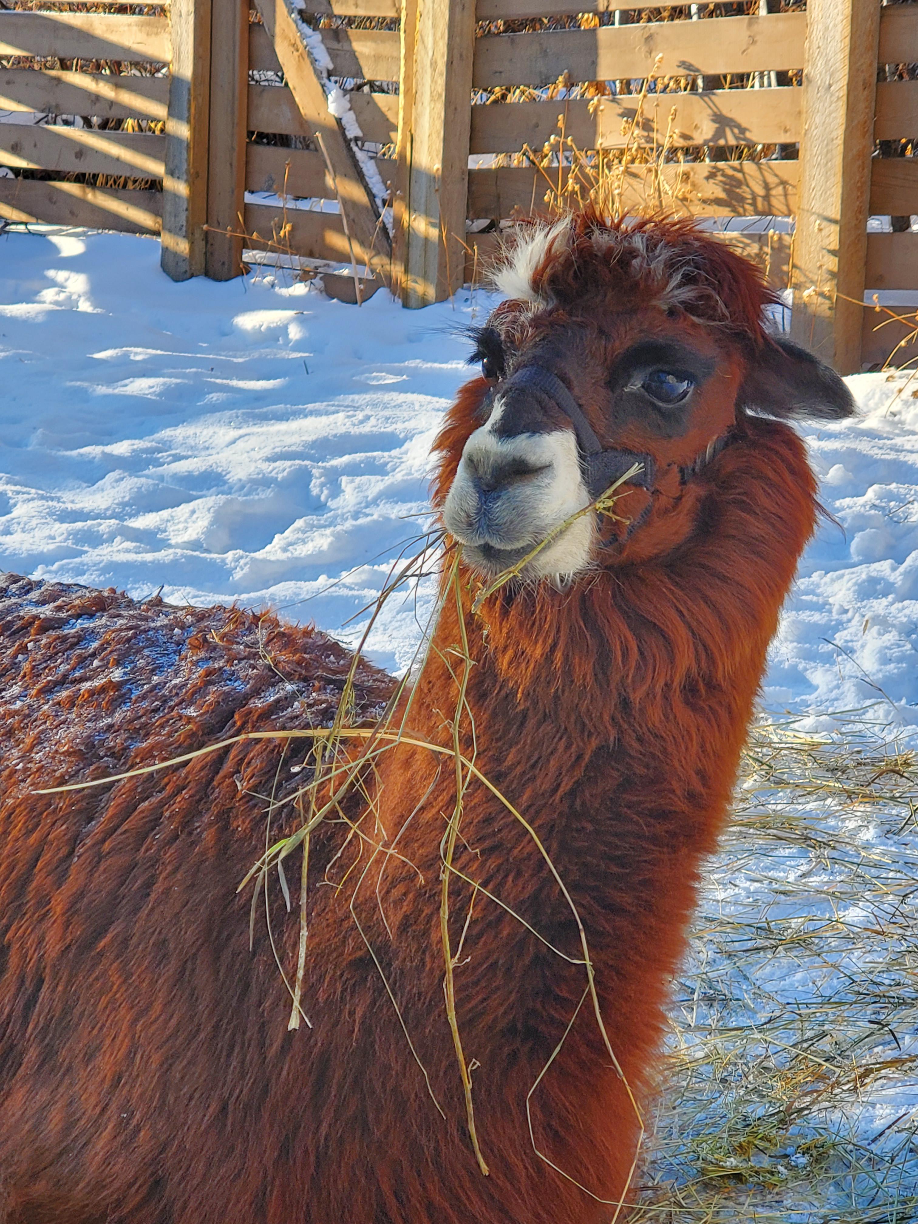 So Derpy | Scrolller