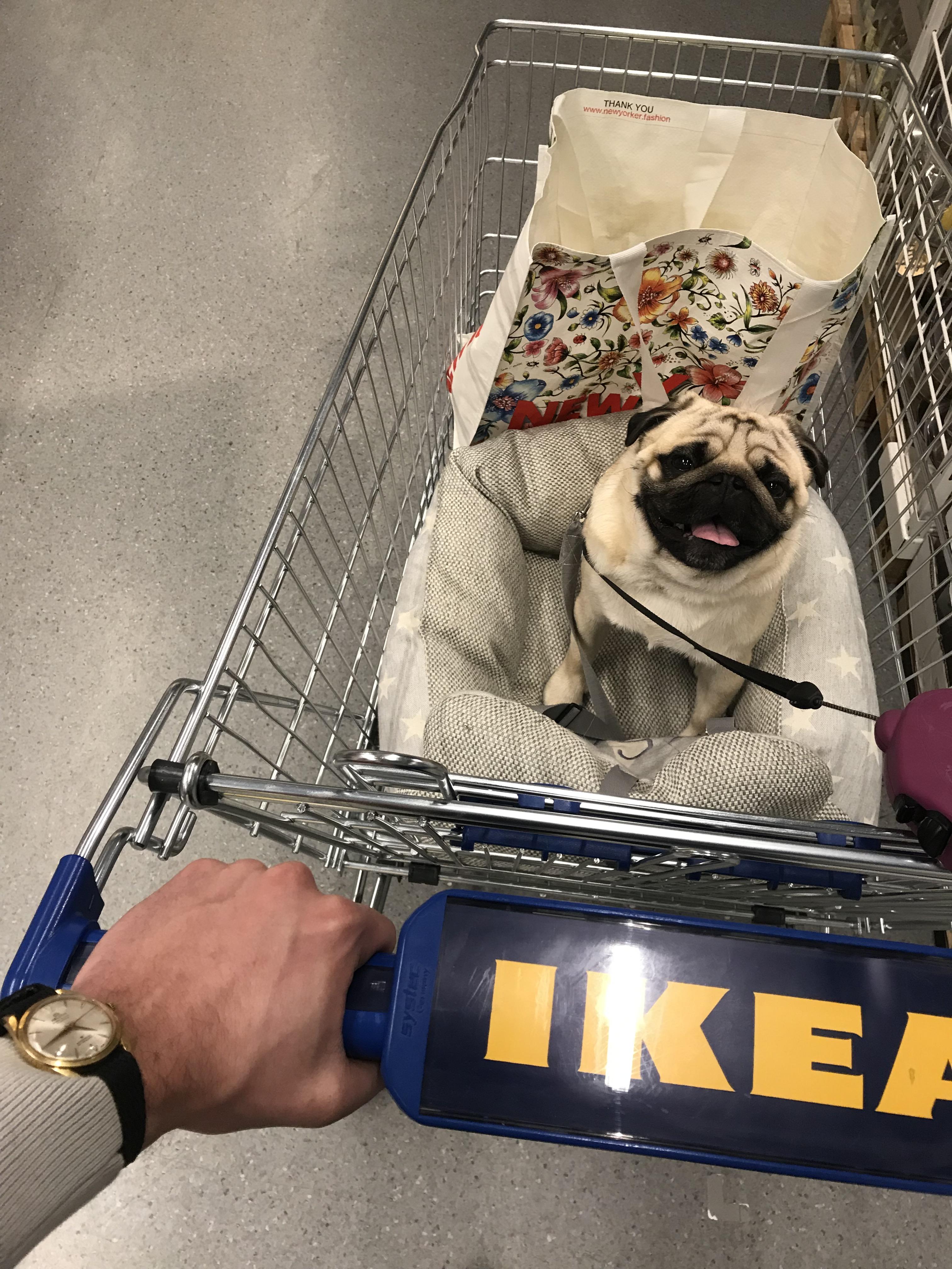 So I was enjoying a peaceful IKEA shopping and people kept coming to me and petting him😂 ️ ...