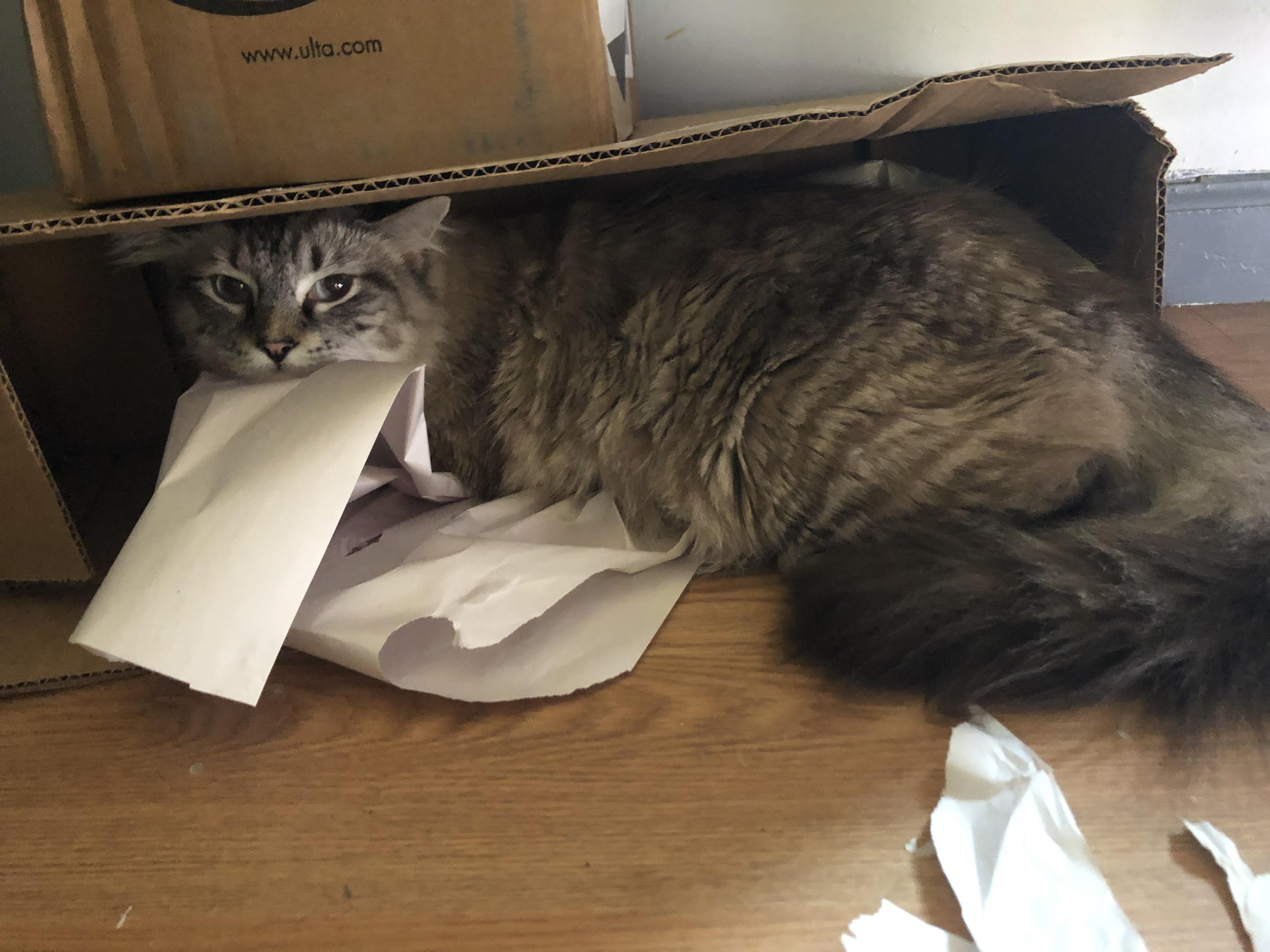 SO much comfort! | Scrolller