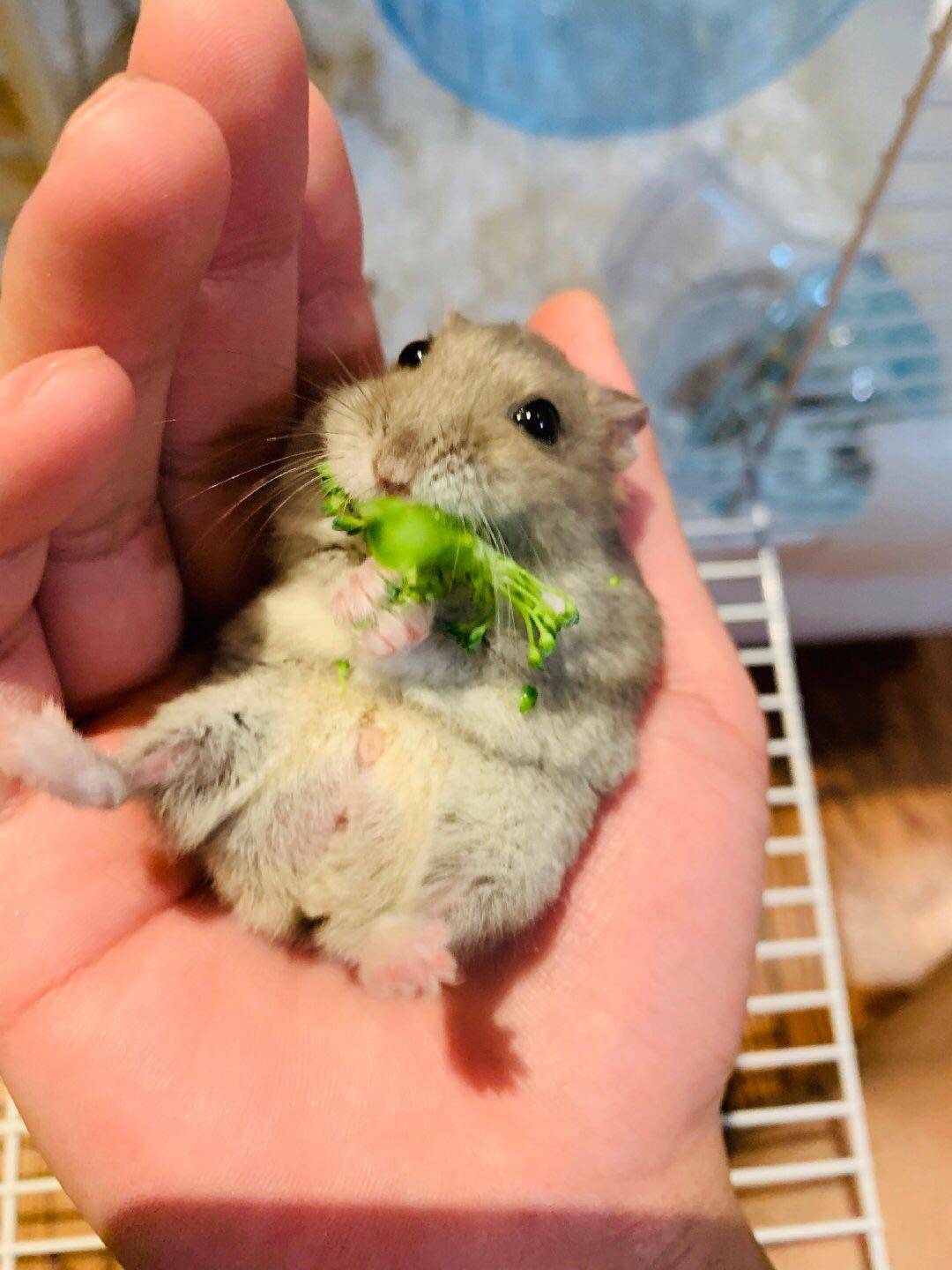 So small and so cute | Scrolller