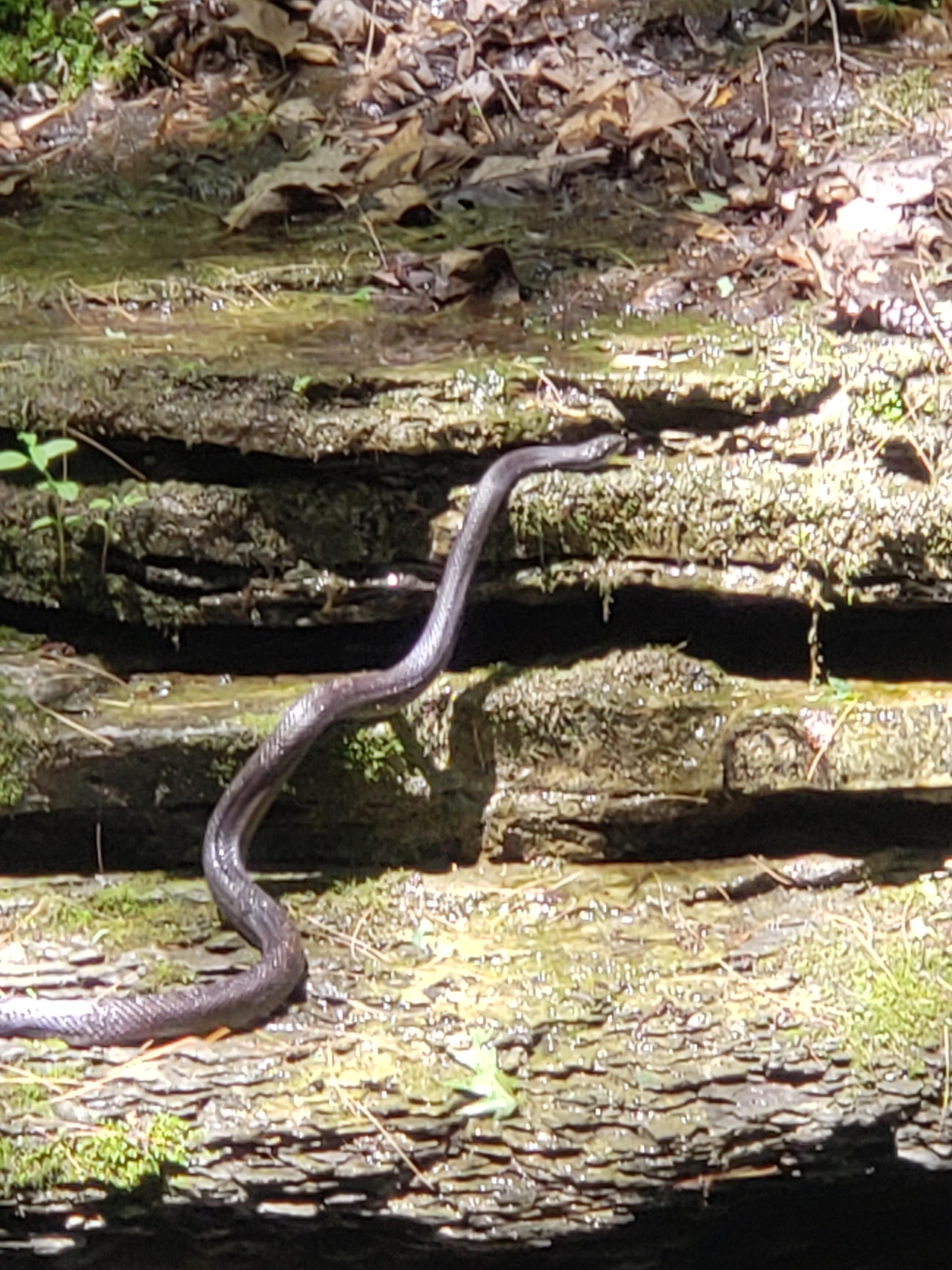 So this monster was at my campground. | Scrolller
