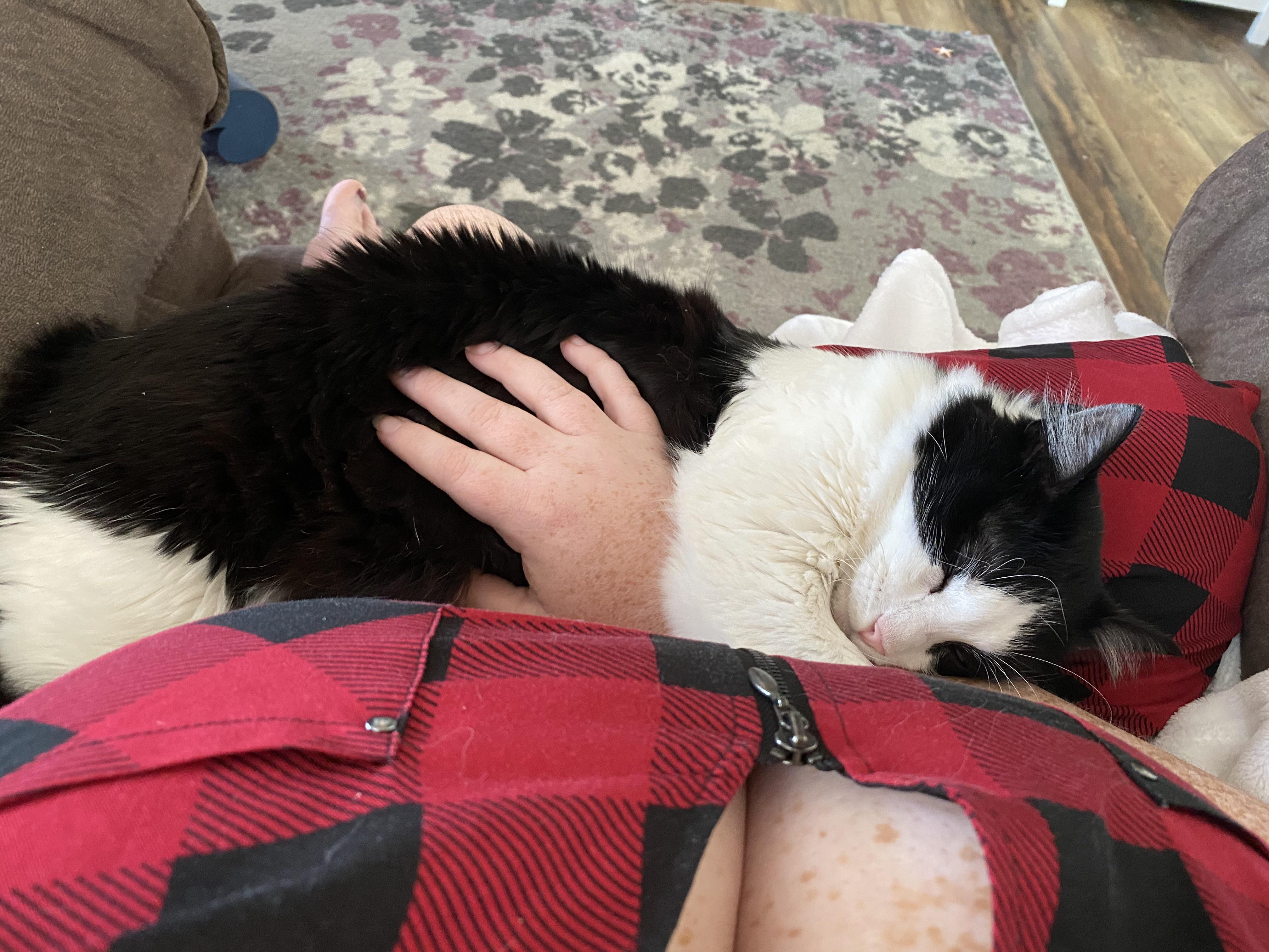 Soft kitty, warm kitty | Scrolller