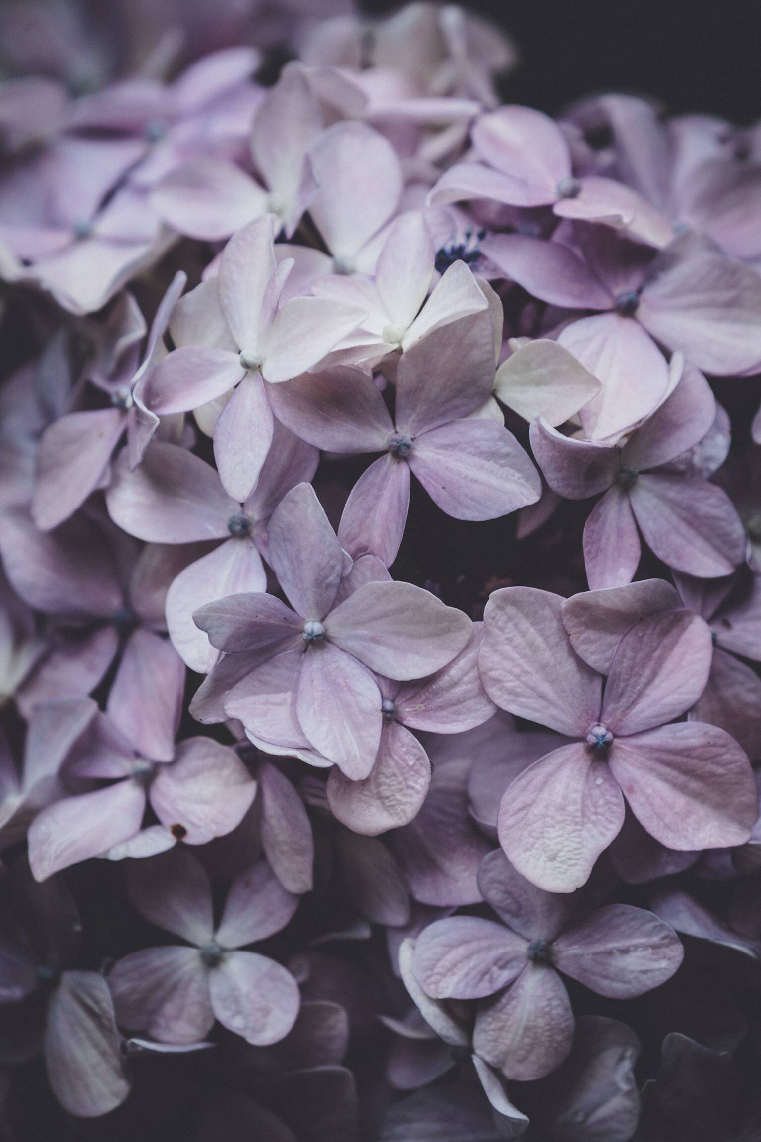 Soft lilac hydrangea | Scrolller