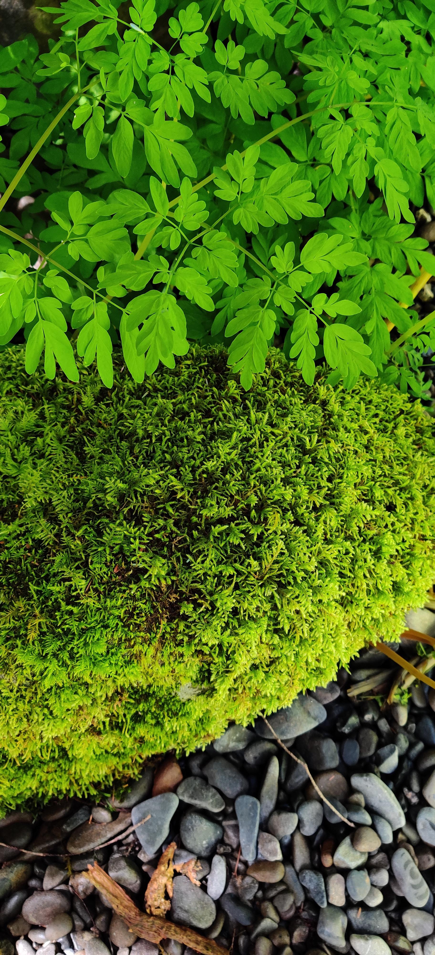 Sol Duc Falls, WA | Scrolller
