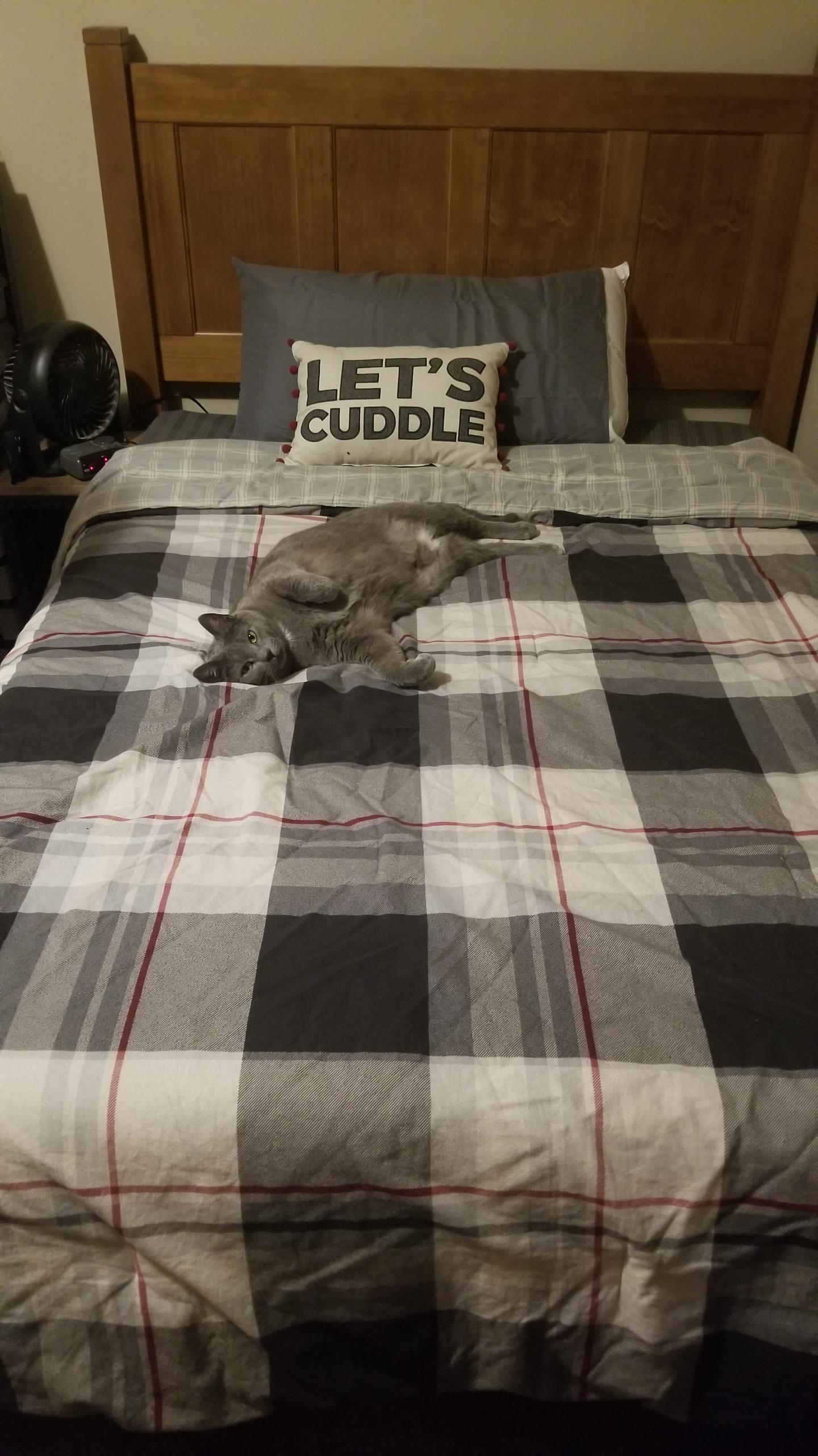 Solid Chonk on solid bed. | Scrolller