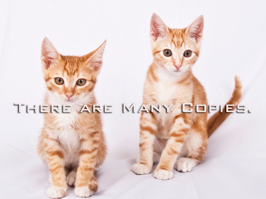 SOME ARE PROGRAMMED TO THINK THEY ARE HUMAN. | Scrolller