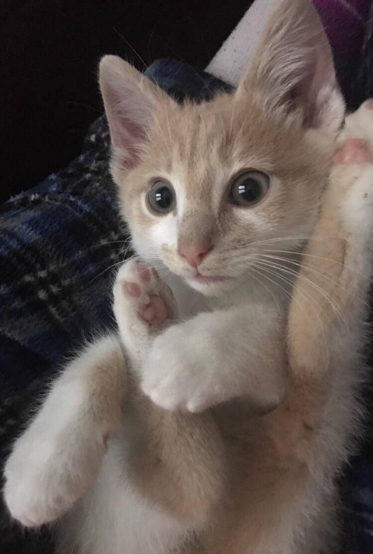 Some assembly required. | Scrolller