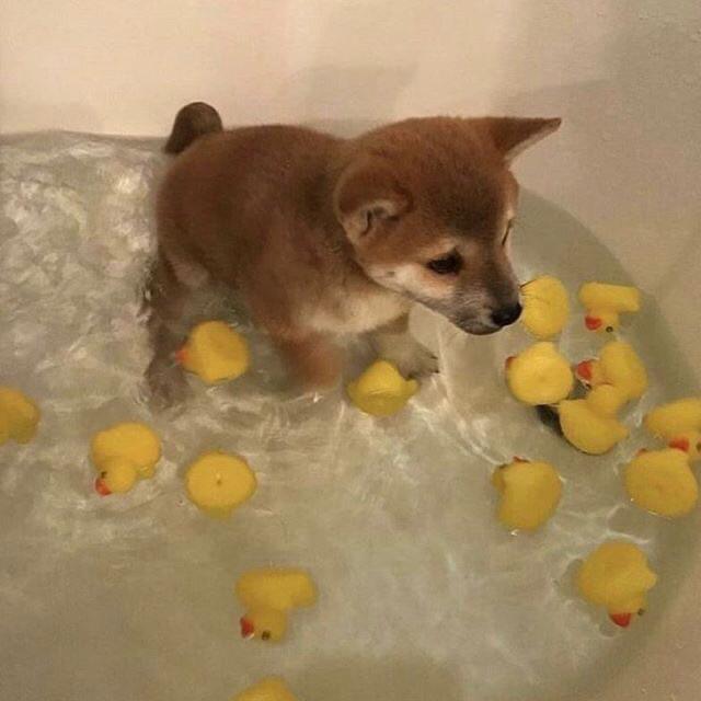 Some Bath Time Fun Scrolller