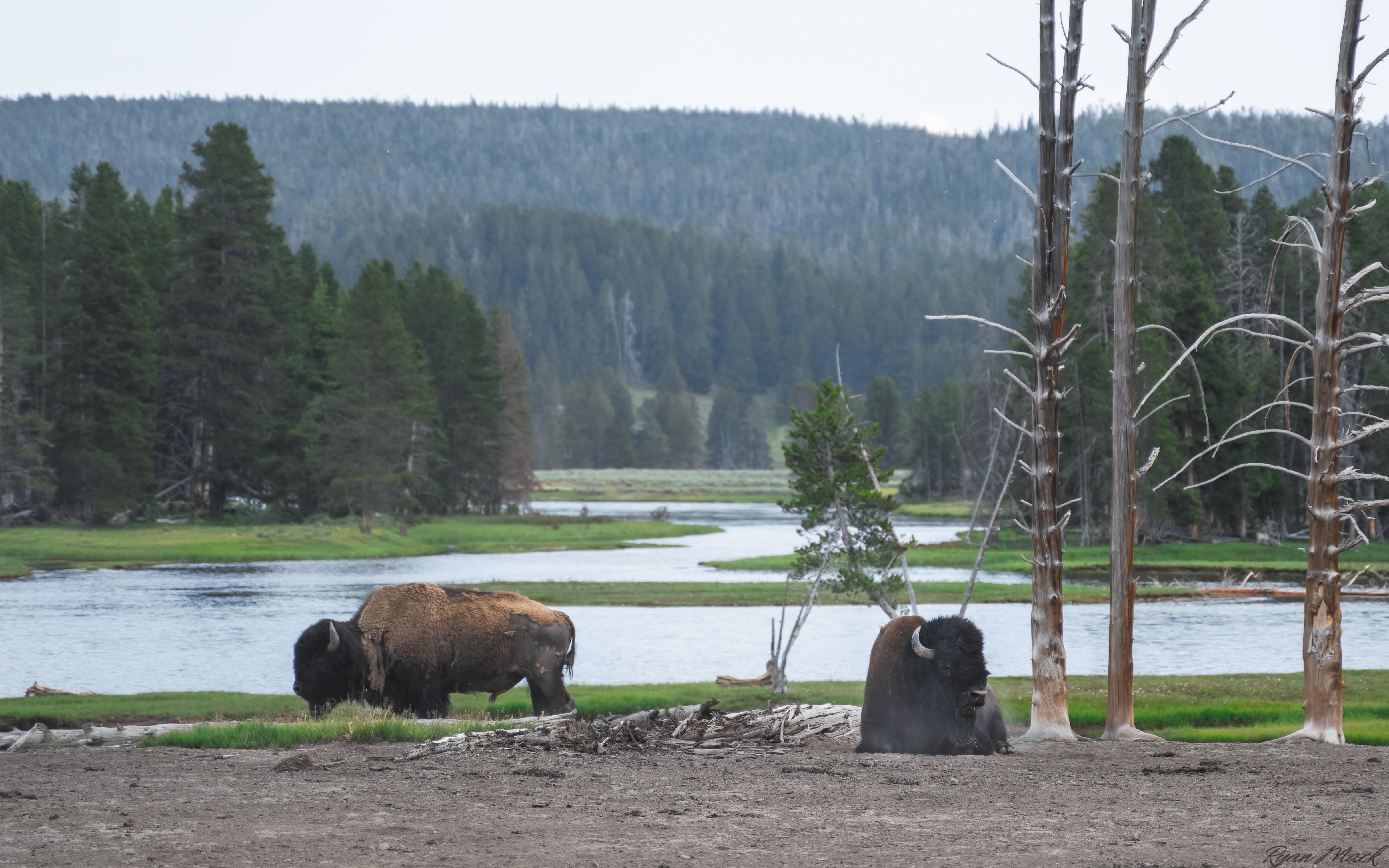 Some Bison from when I was out in Yellowstone | Scrolller