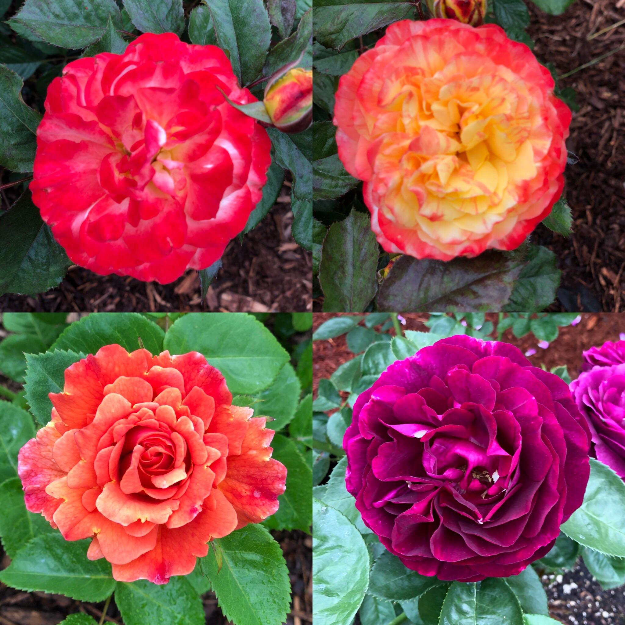 Some blooms from around the garden this morning. | Scrolller