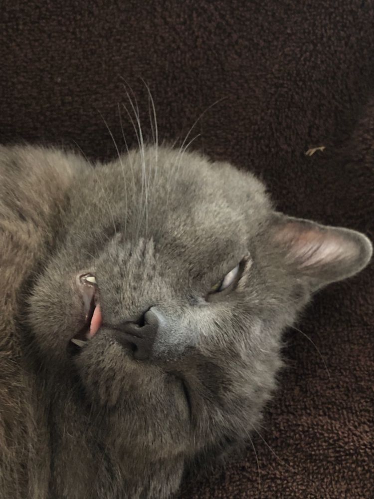 Some cats just can’t handle their nip. | Scrolller