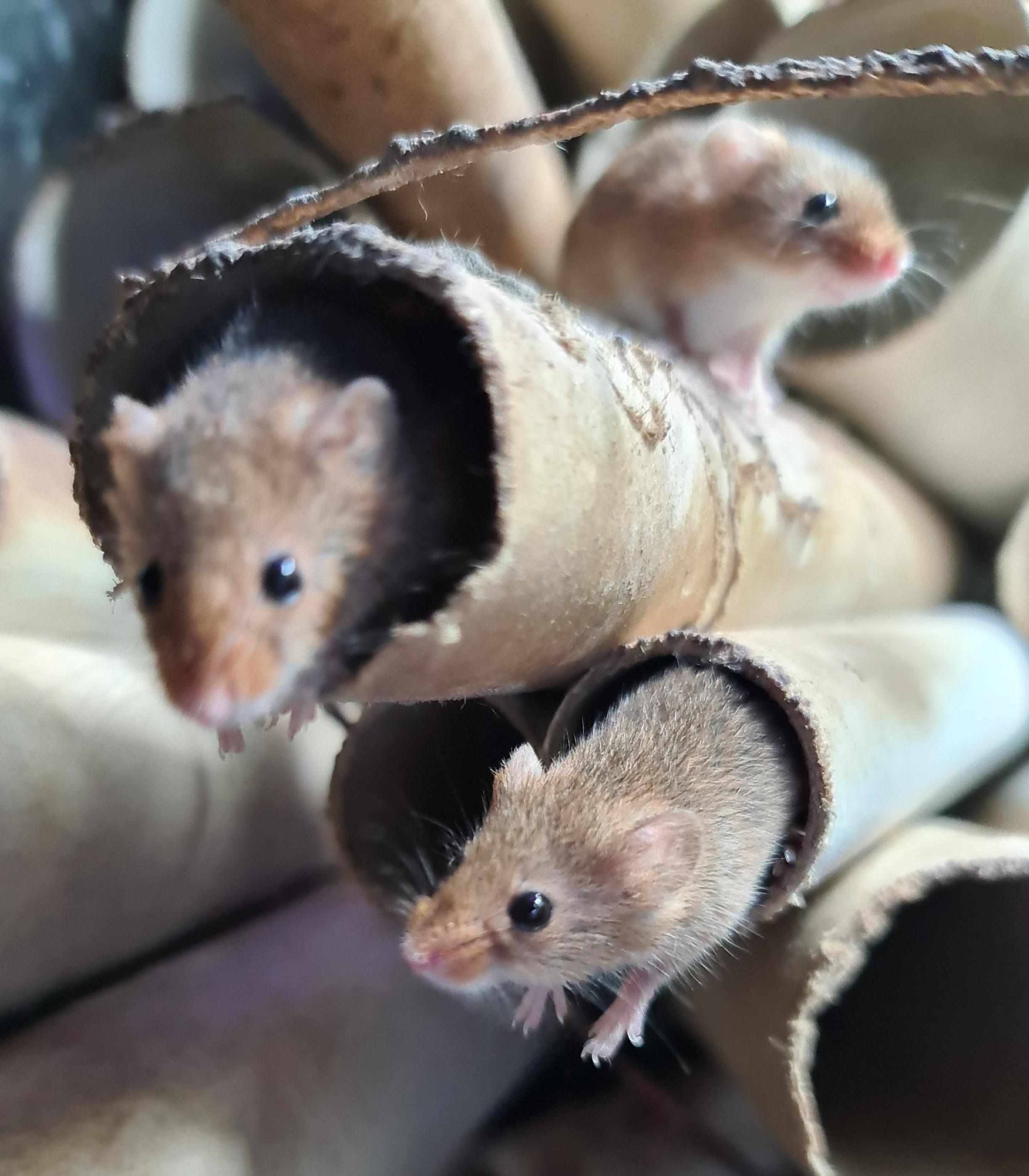 Some curious harvest mice | Scrolller