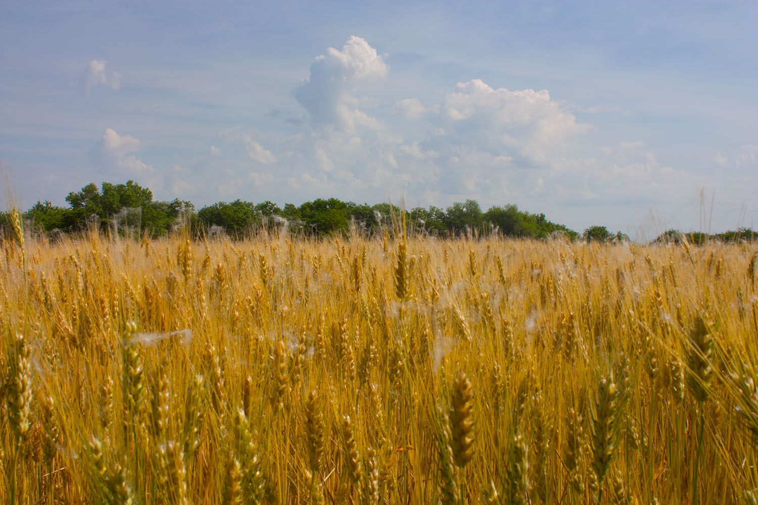 Some flat places can be beautiful too. Kansas before the wheat harvest. [1500 x 1000] | Scrolller