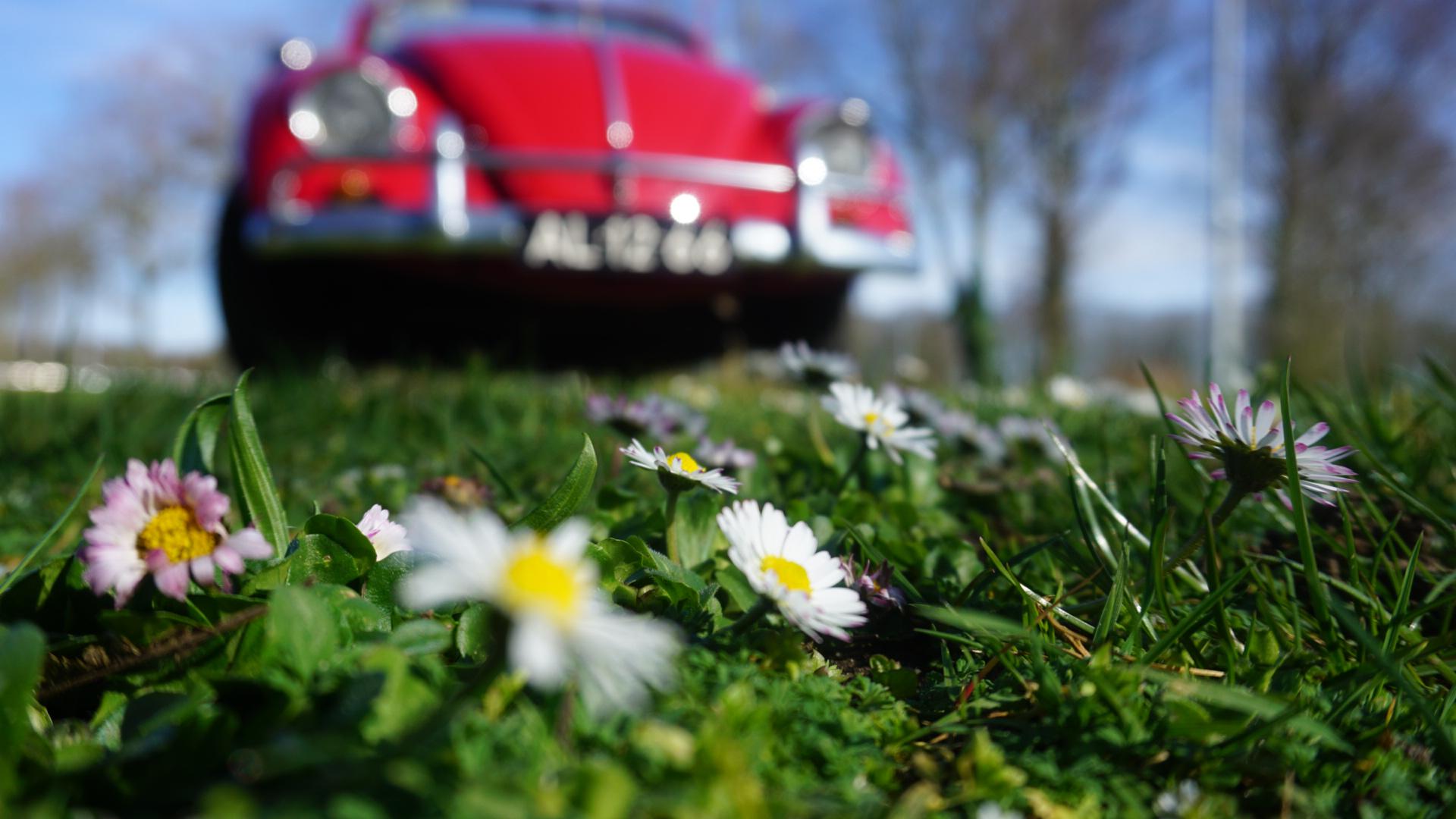 Some flowers with my mom's red beetle | Scrolller