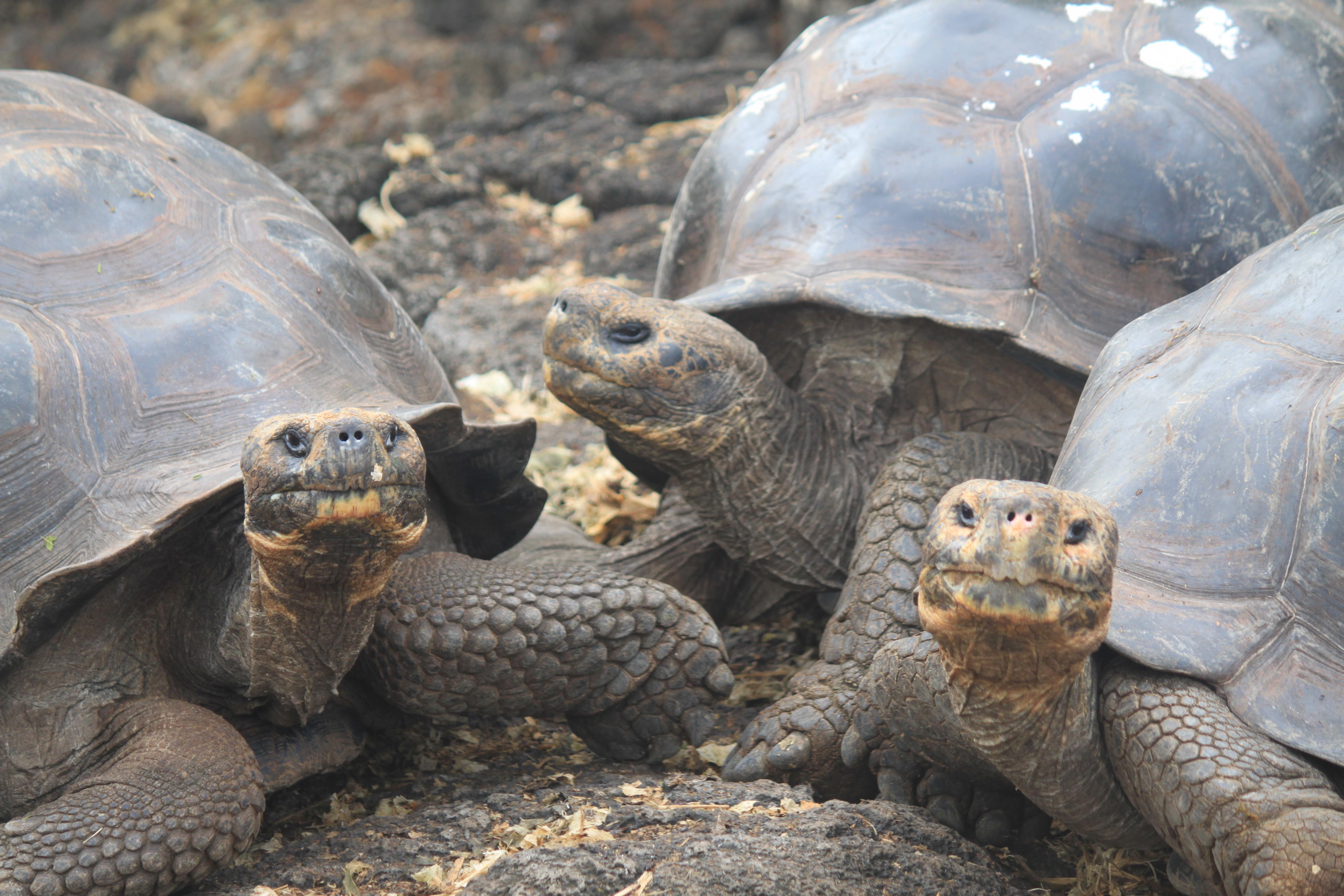 Some Galapagos Tortoises | Scrolller