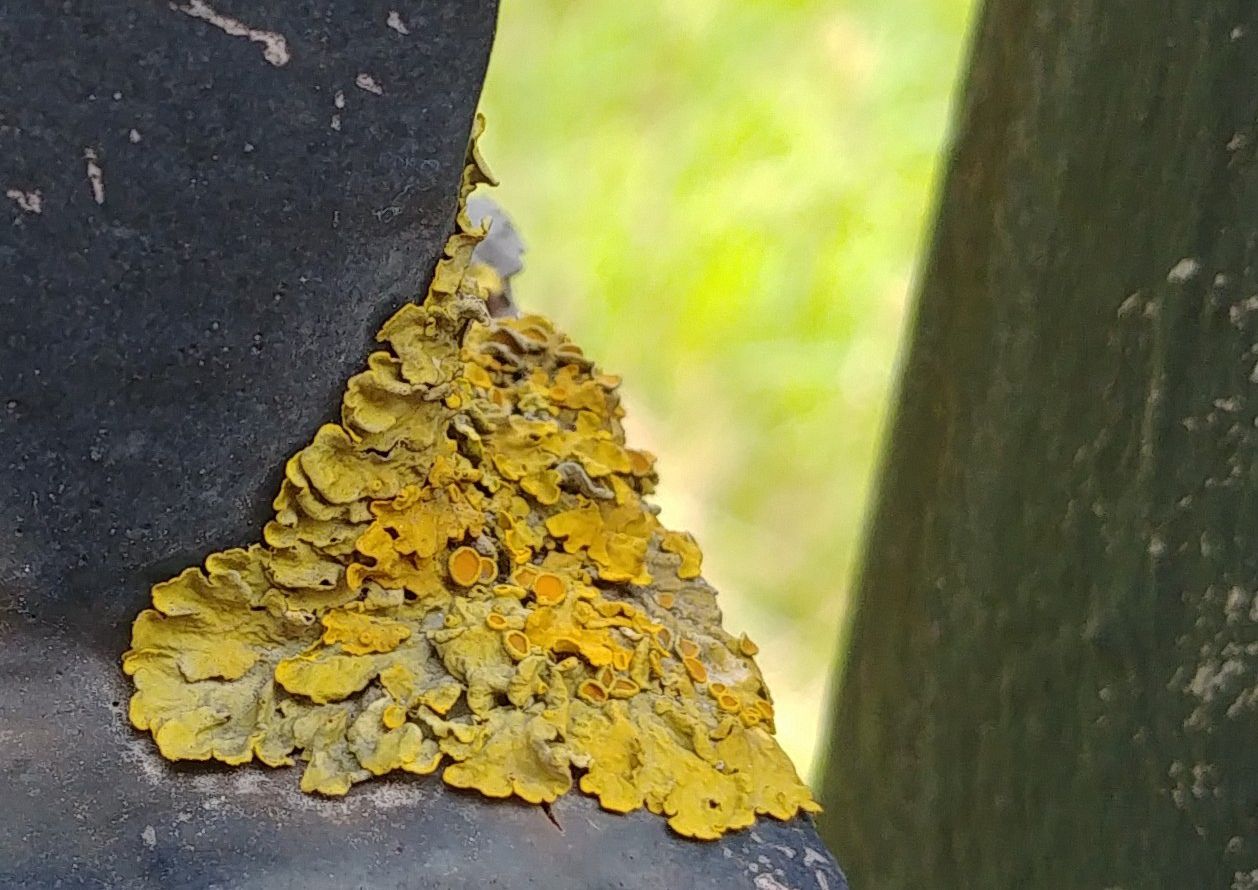 Some lichen. Wanted to try something different and more abstract. | Scrolller