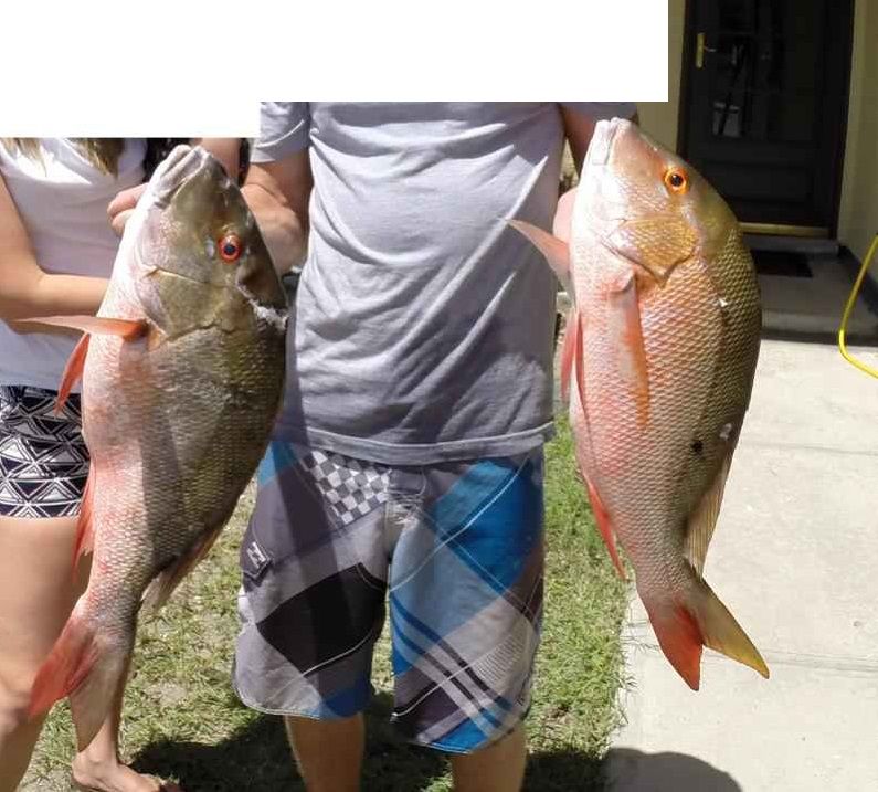 Some mutton snapper freediving | Scrolller