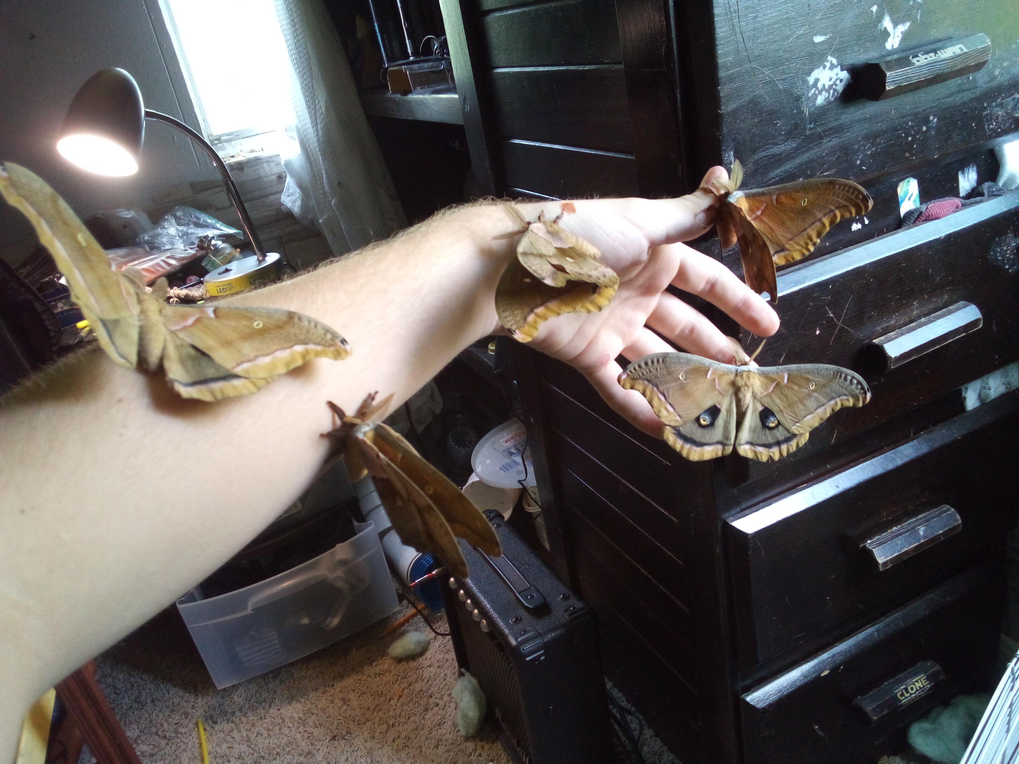 Some of the Polyphemus moths I reared! | Scrolller