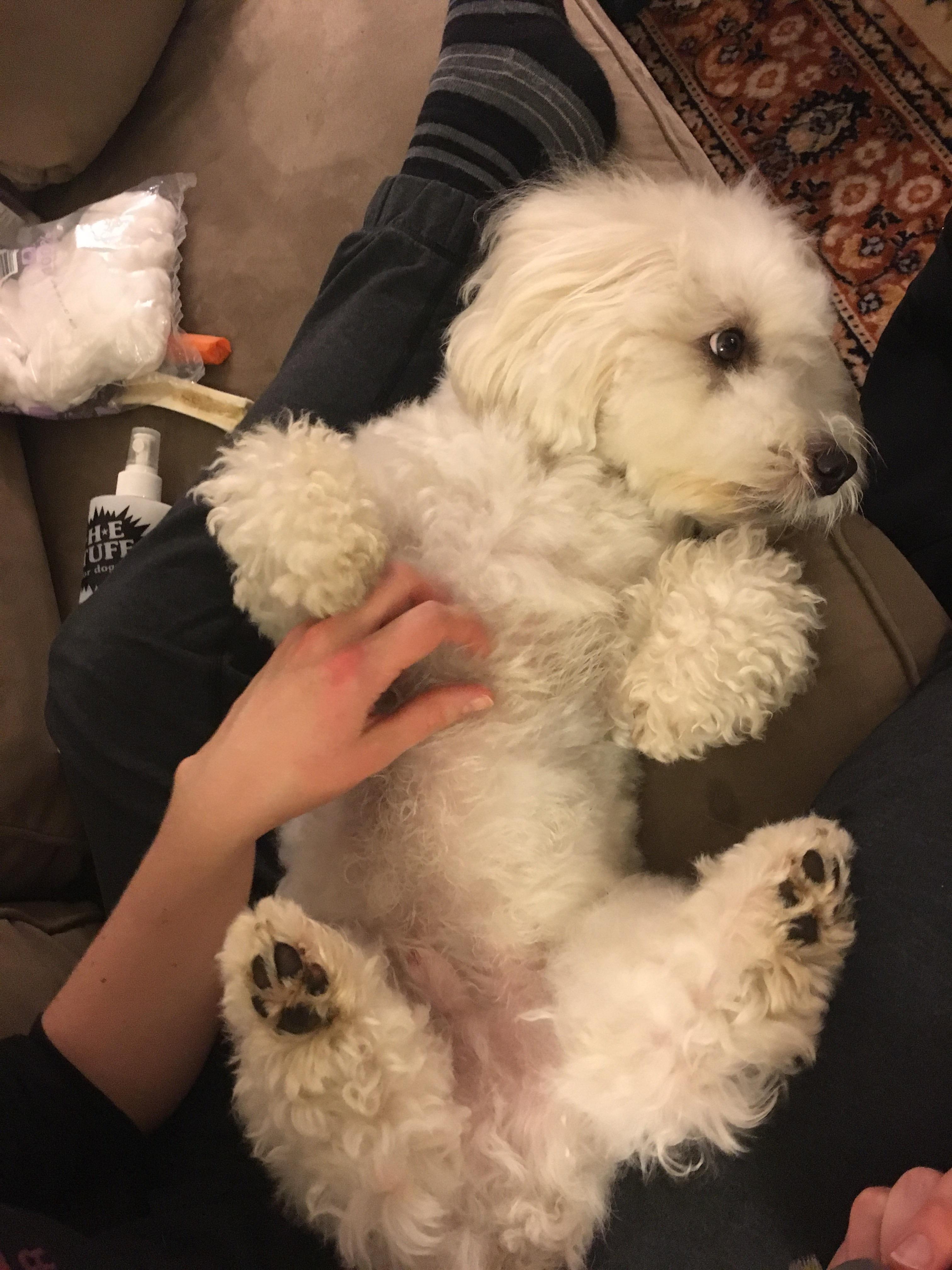 Some patience for grooming | Scrolller