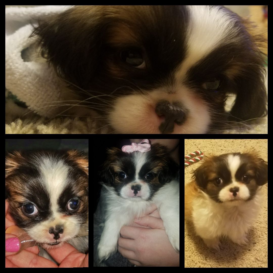 Some pics of our LuLu when she was a puppy. She was the smollest | Scrolller