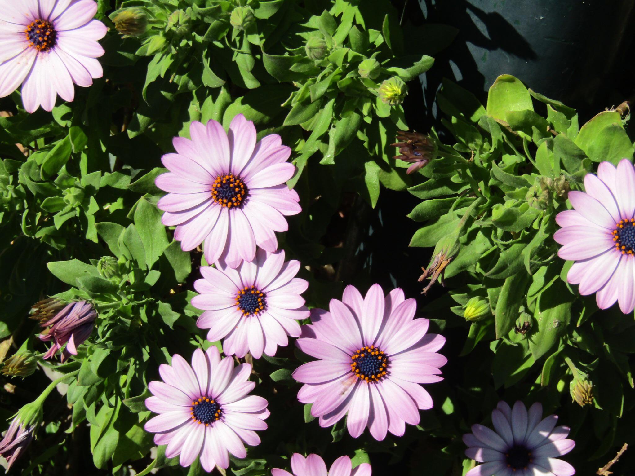 Some random flowers | Scrolller