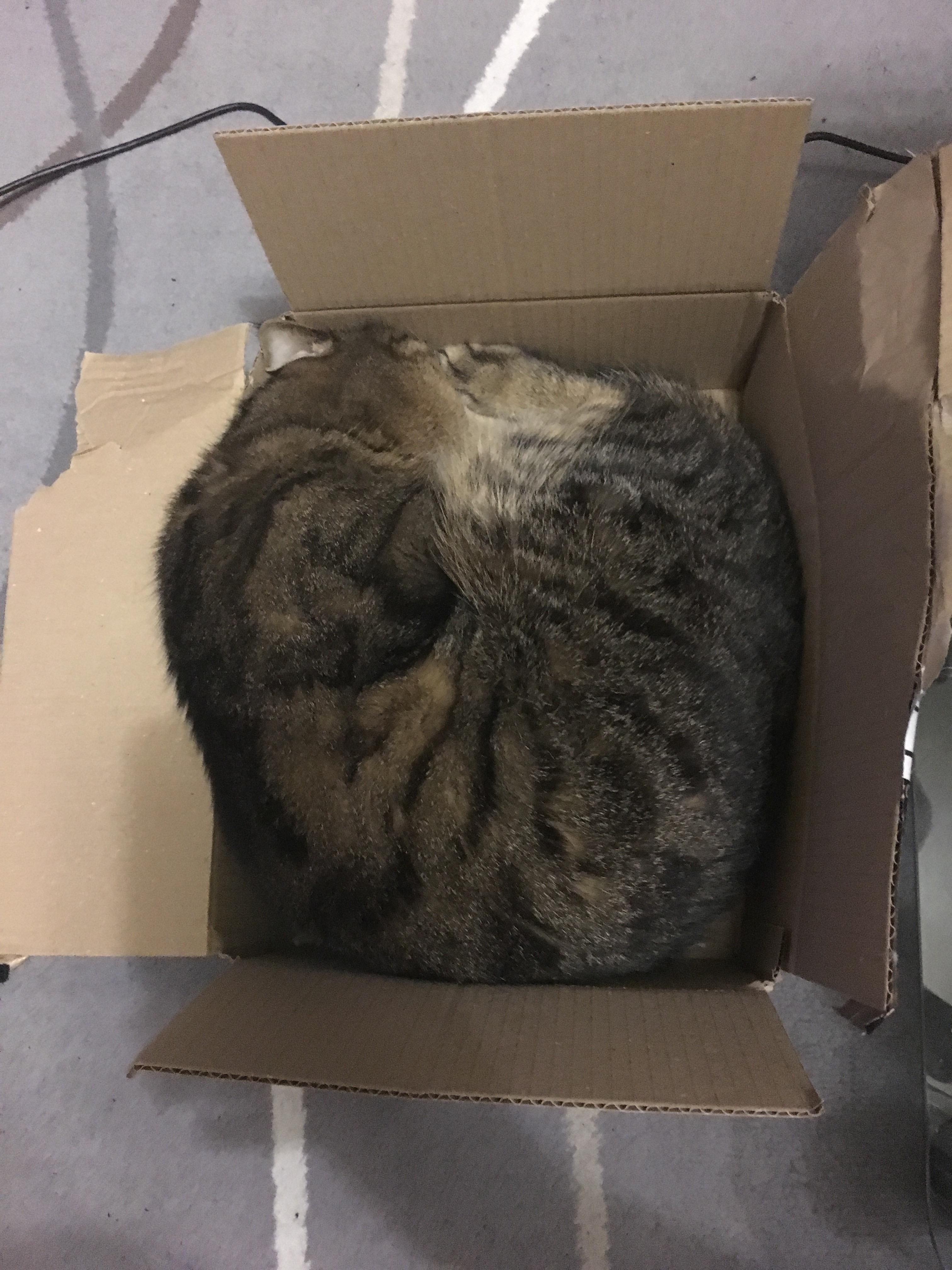 Somehow trapped a large specimen with a tiny trap. | Scrolller