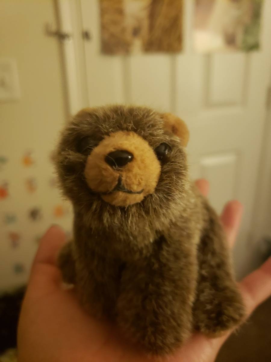 Someone please help me find this bear | Scrolller Someone please help me find this bear | Scrolller