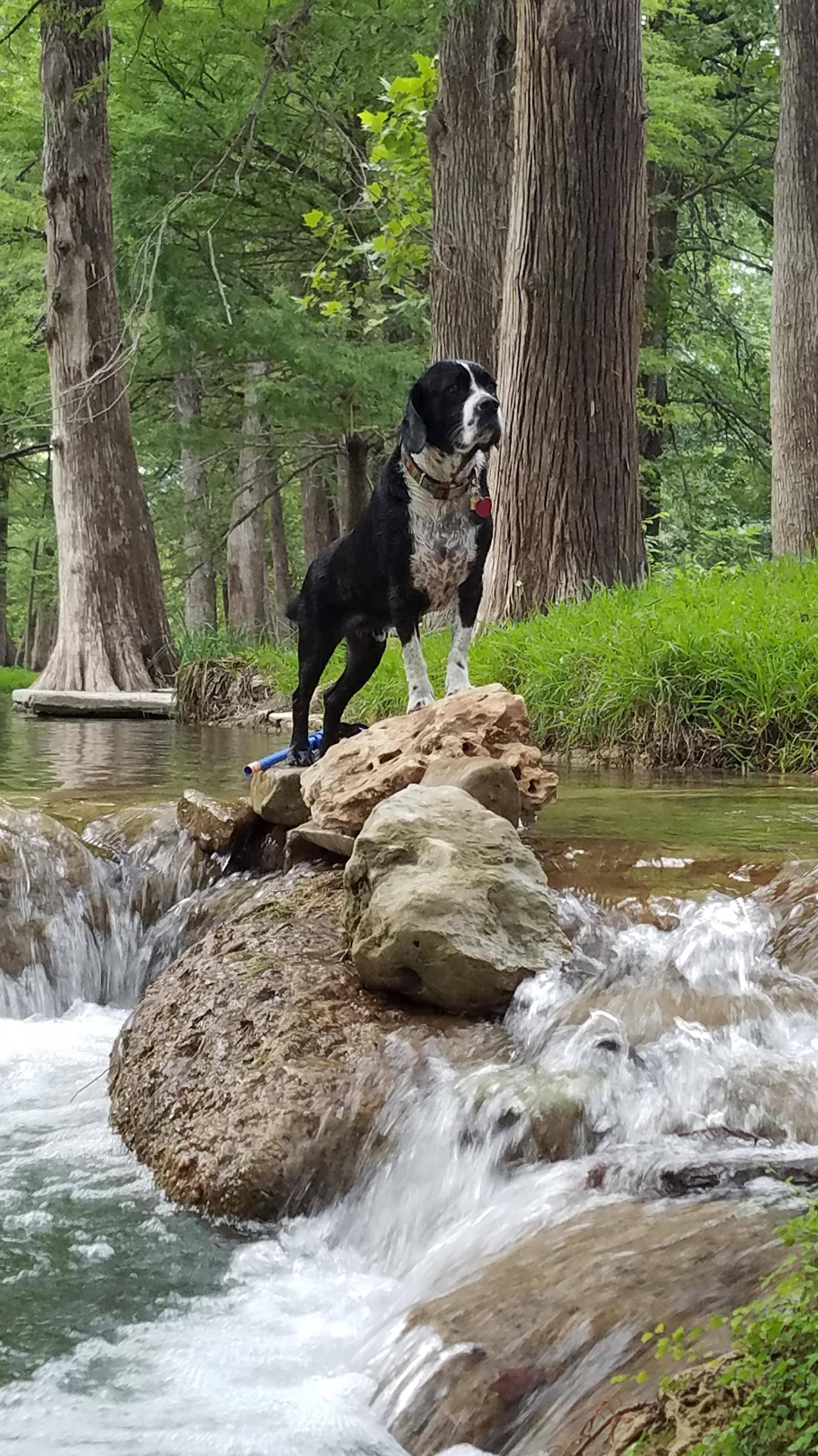 Someone suggested posting my majestic mutt here. | Scrolller