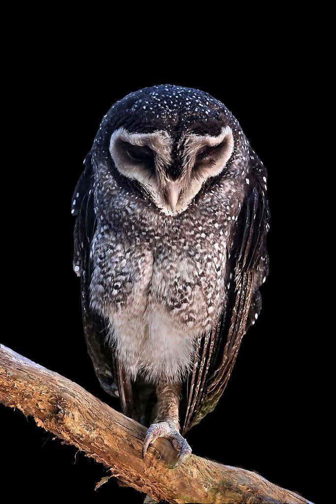 Sooty Owl | Scrolller