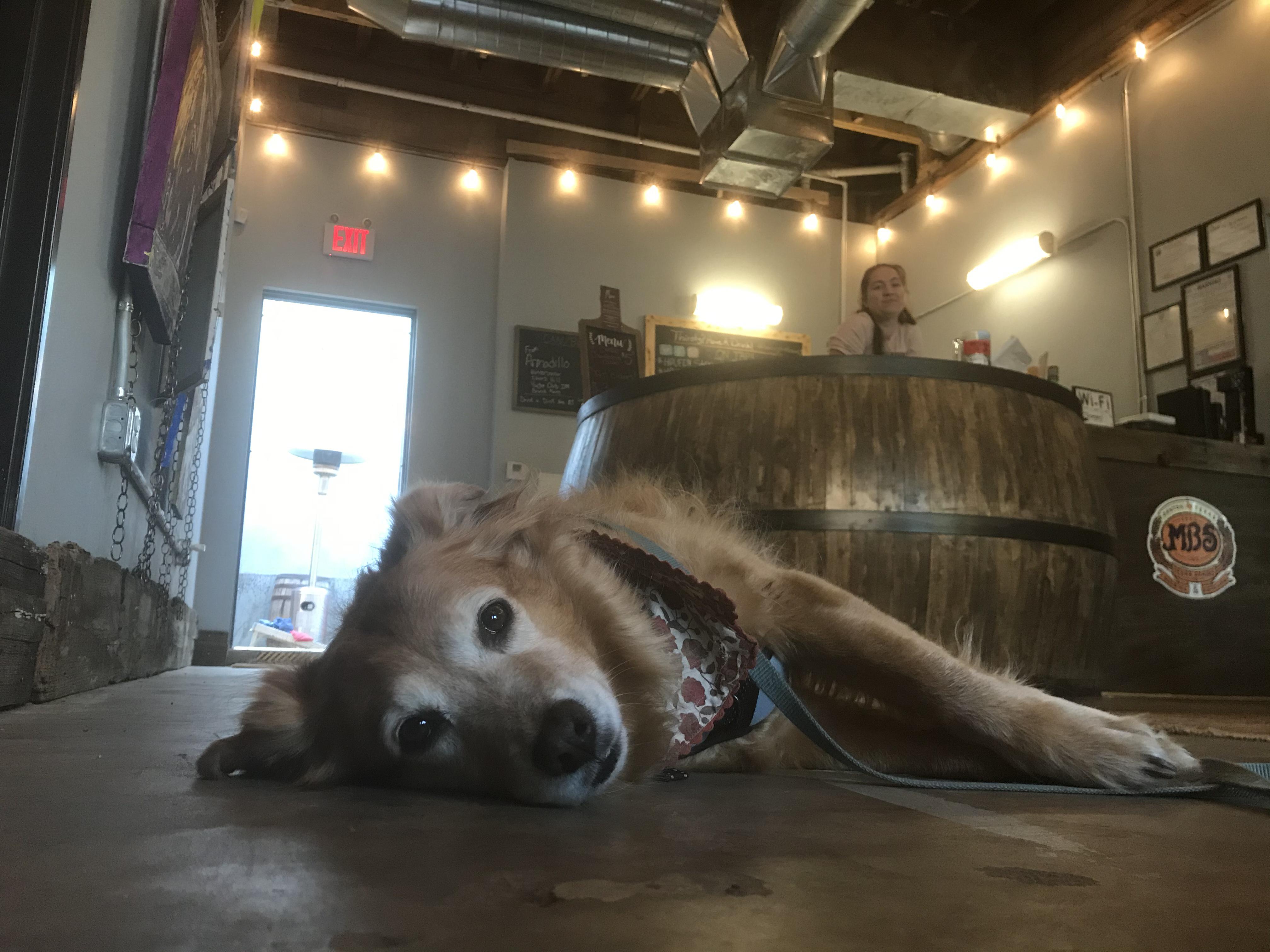 Sophie Loves Howling Mutt Brewery! | Scrolller