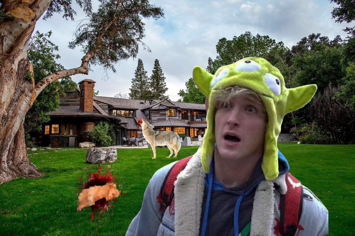 ️ ️ Spam This On r/LoganPaul ️ ️ | Scrolller